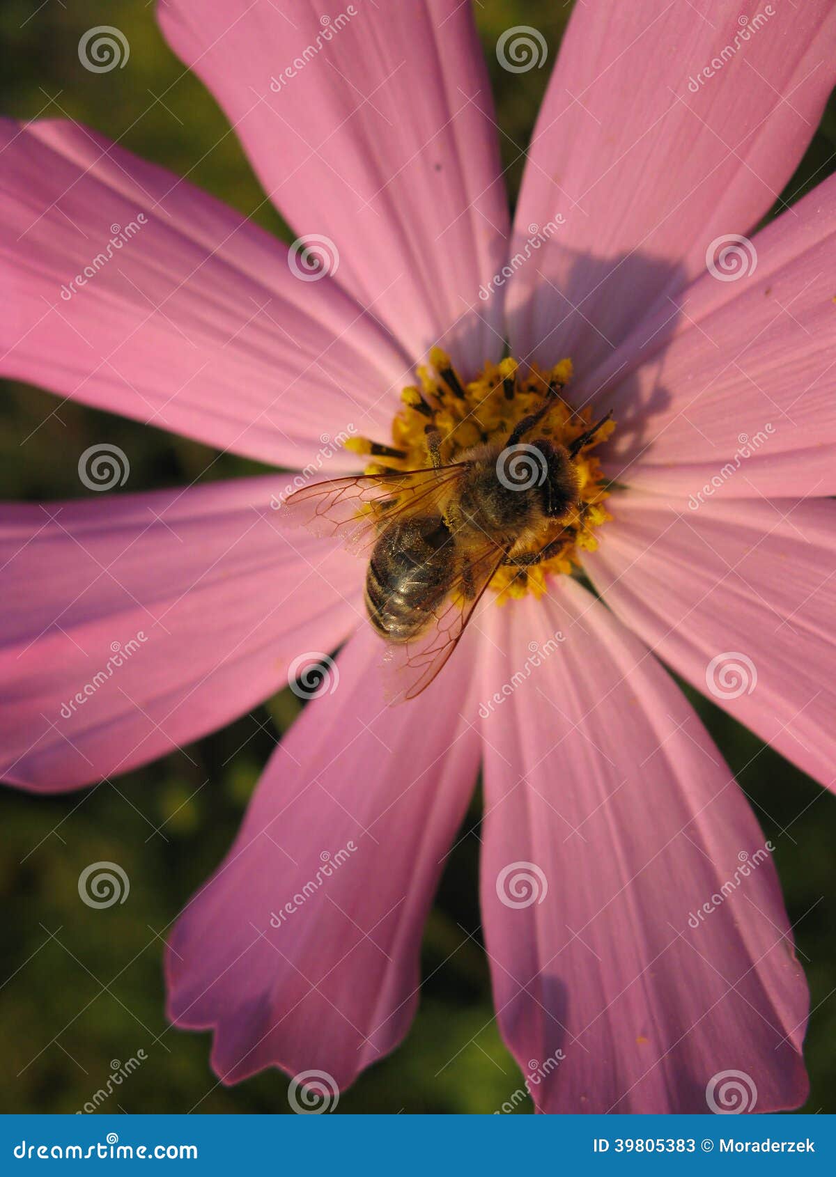 Abeja en una flor imagen de archivo. Imagen de color - 39805383