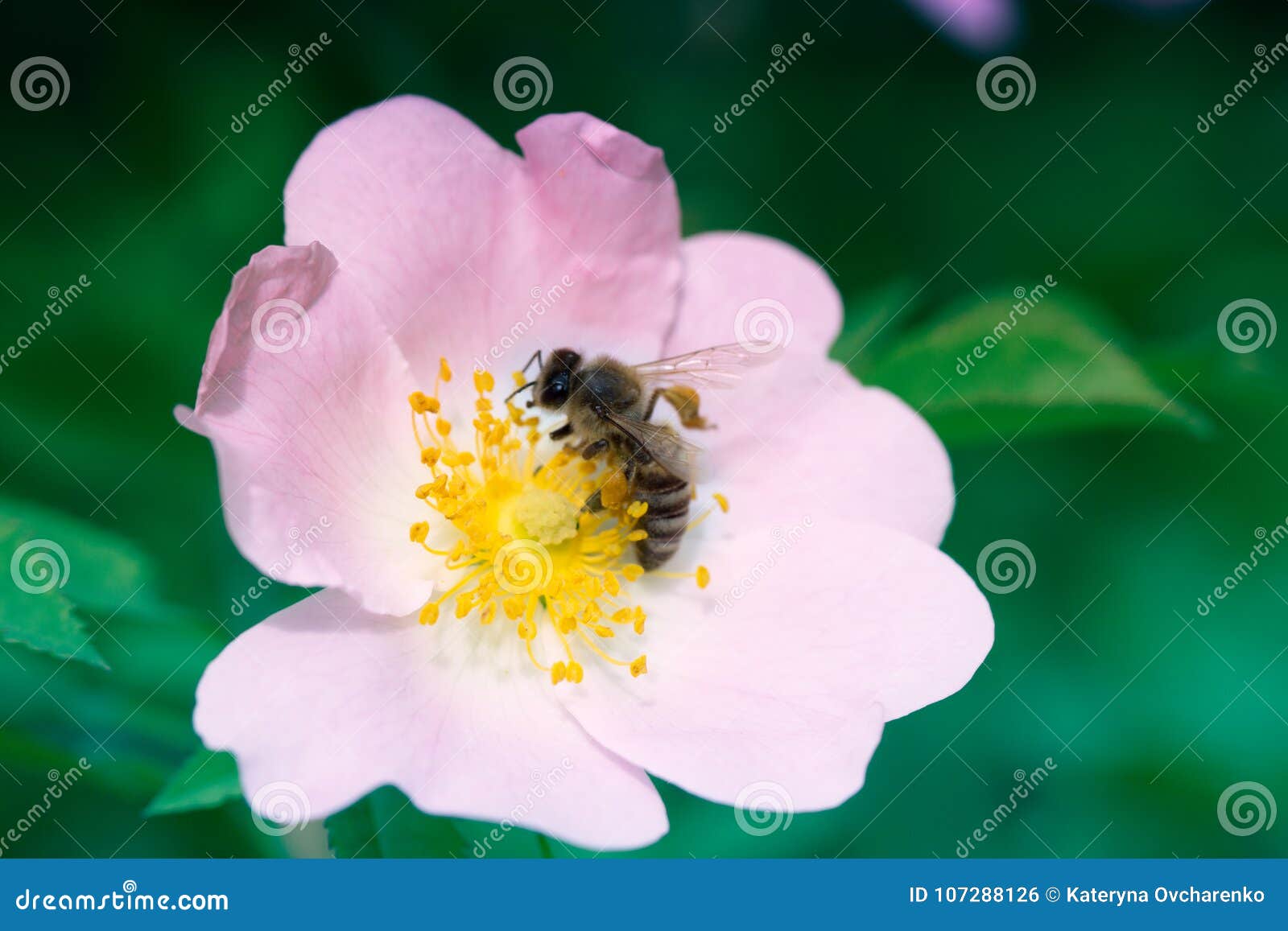 Abeja En Una Flor Abeja En Una Flor De Una Flor Blanca Foto de archivo ...