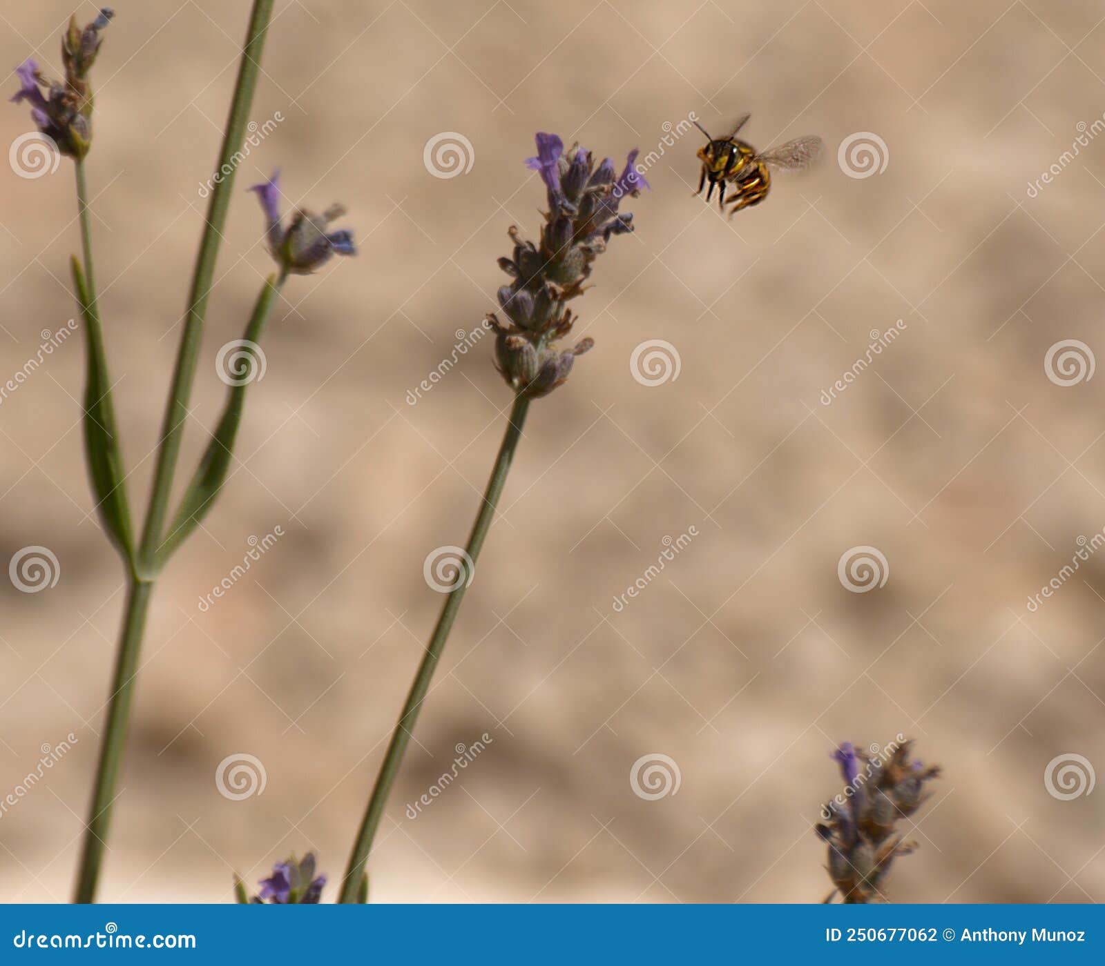 Abeja En Una Flor De Lavanda Foto de archivo - Imagen de flor, vuelo ...