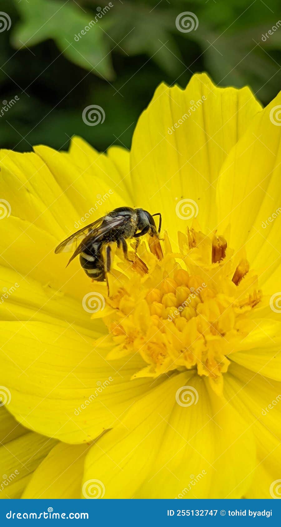Abeja En Una Flor Extrayendo La Miel Imagen de archivo - Imagen de ...