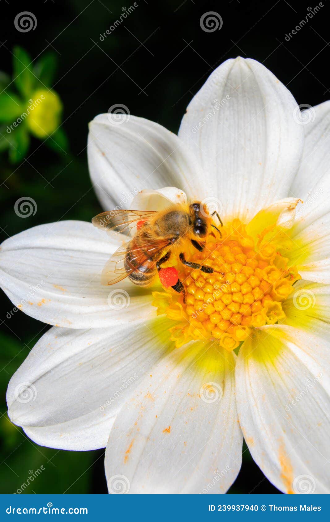 Abeja en una flor foto de archivo. Imagen de wildflower - 239937940