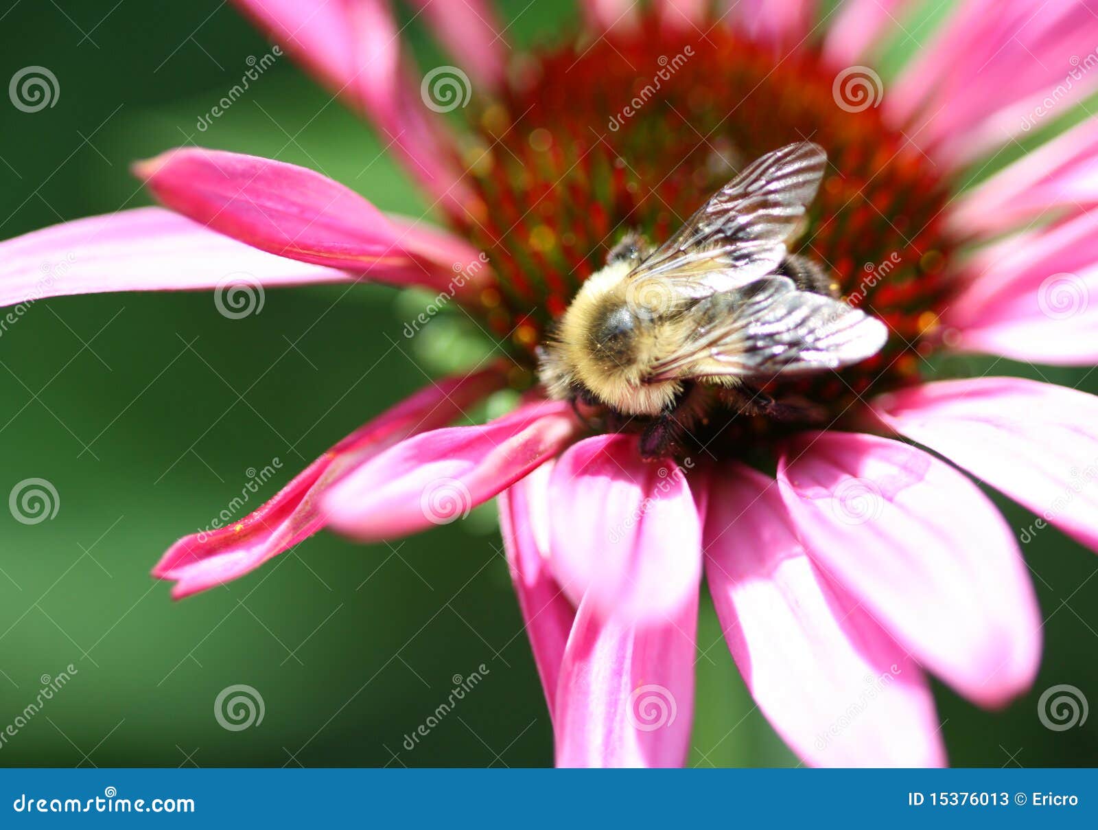 Abeja en una flor rosada imagen de archivo. Imagen de manosee - 15376013