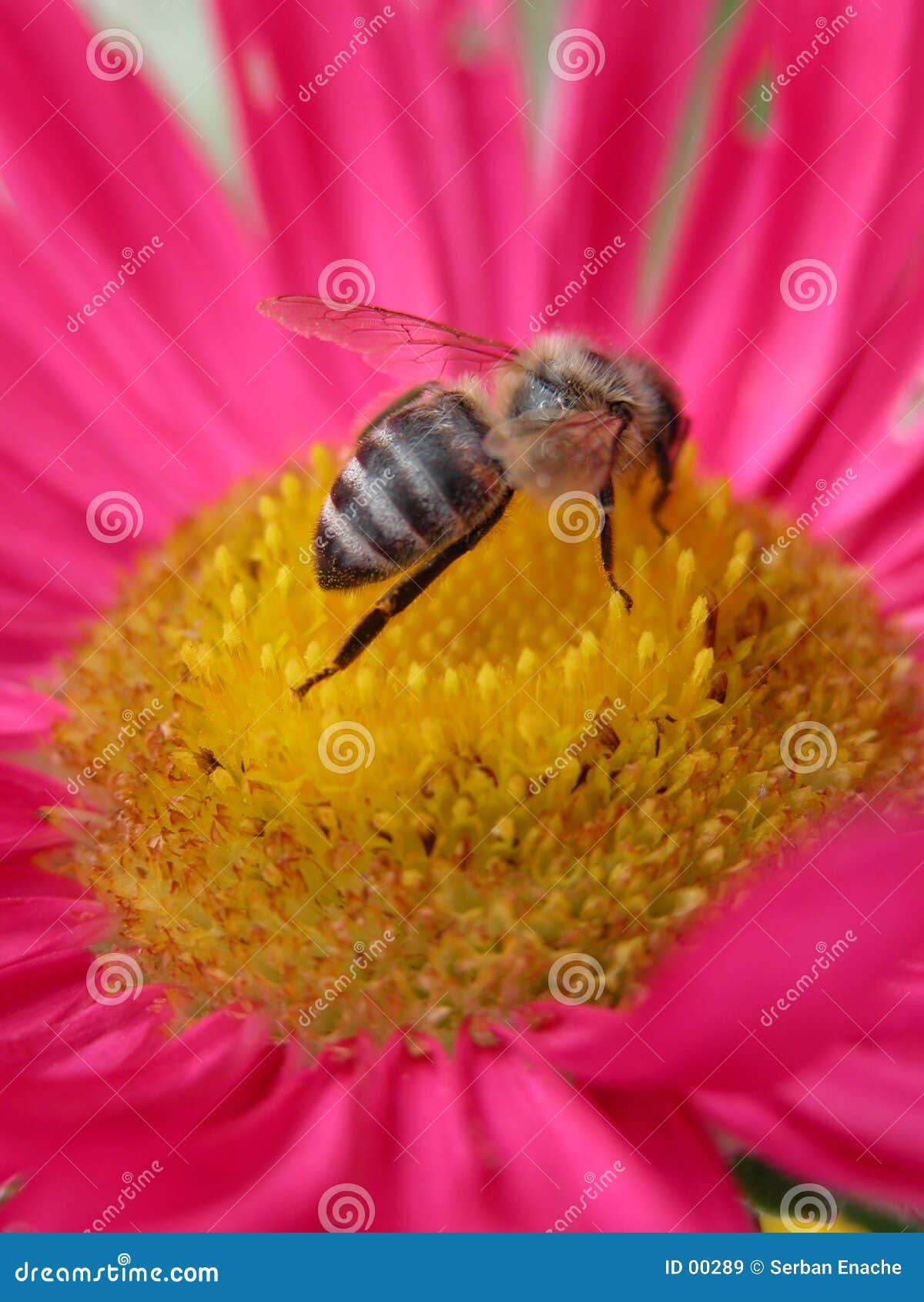 Abeja en una flor rosada 2 imagen de archivo. Imagen de miel - 289