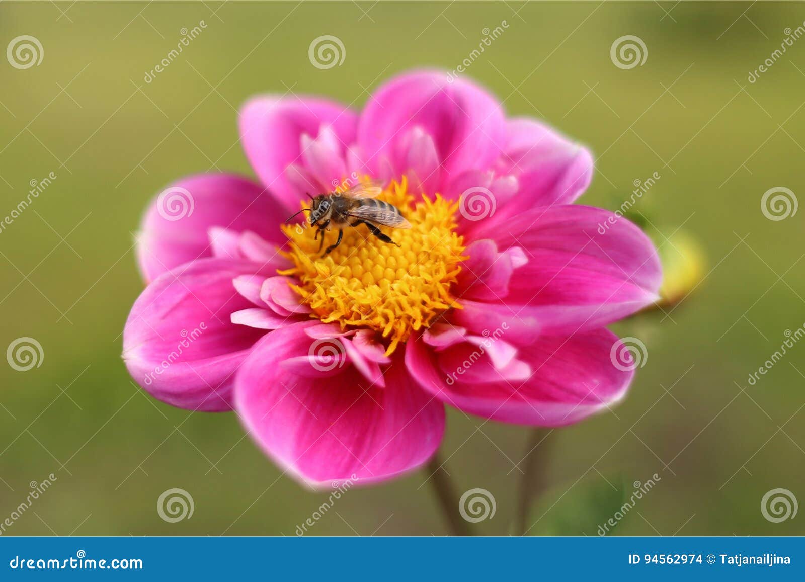 Abeja en una flor rosada foto de archivo. Imagen de macro - 94562974