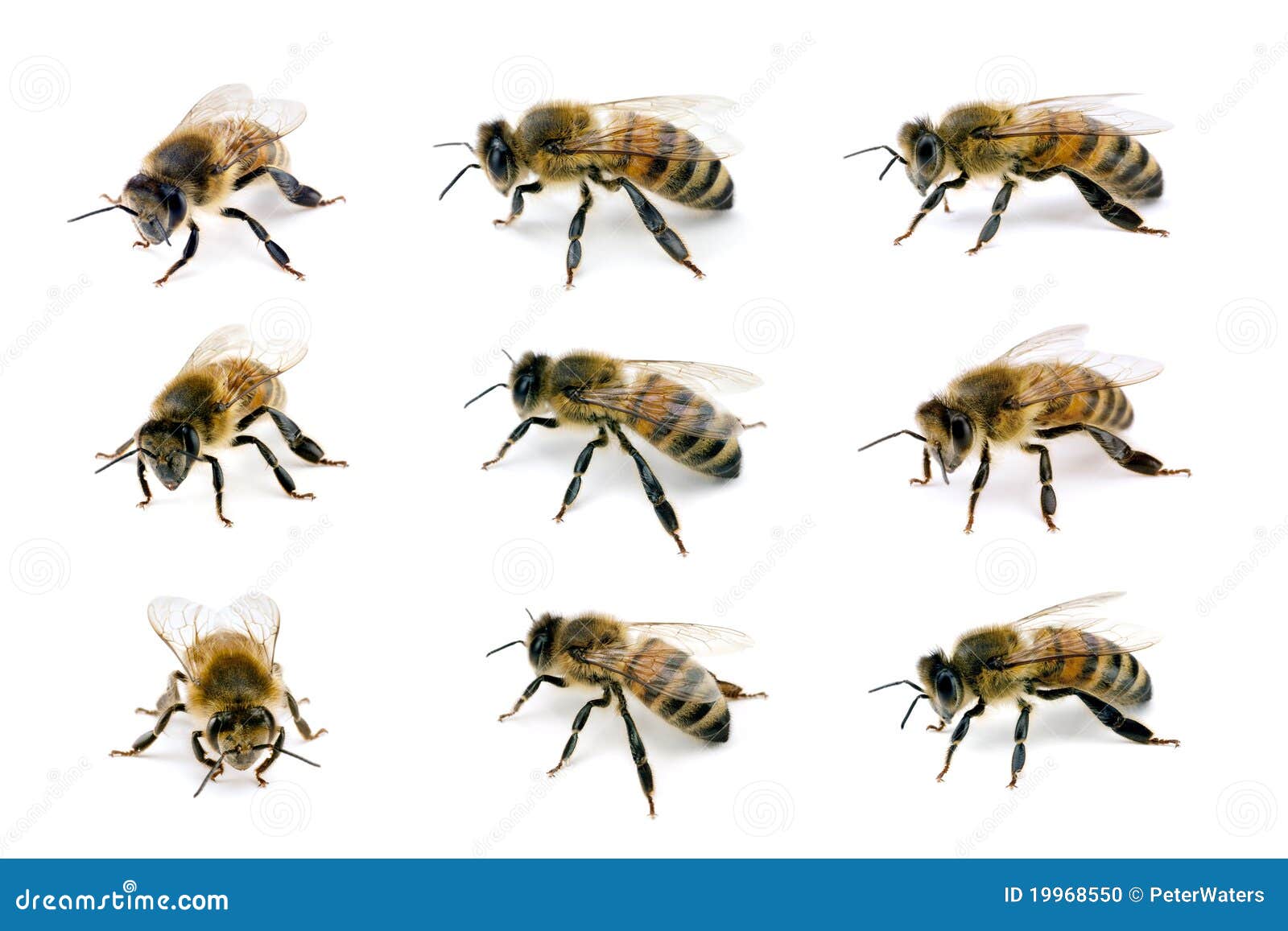 Abeja Europea U Occidental De La Miel Foto de archivo - Imagen de ...