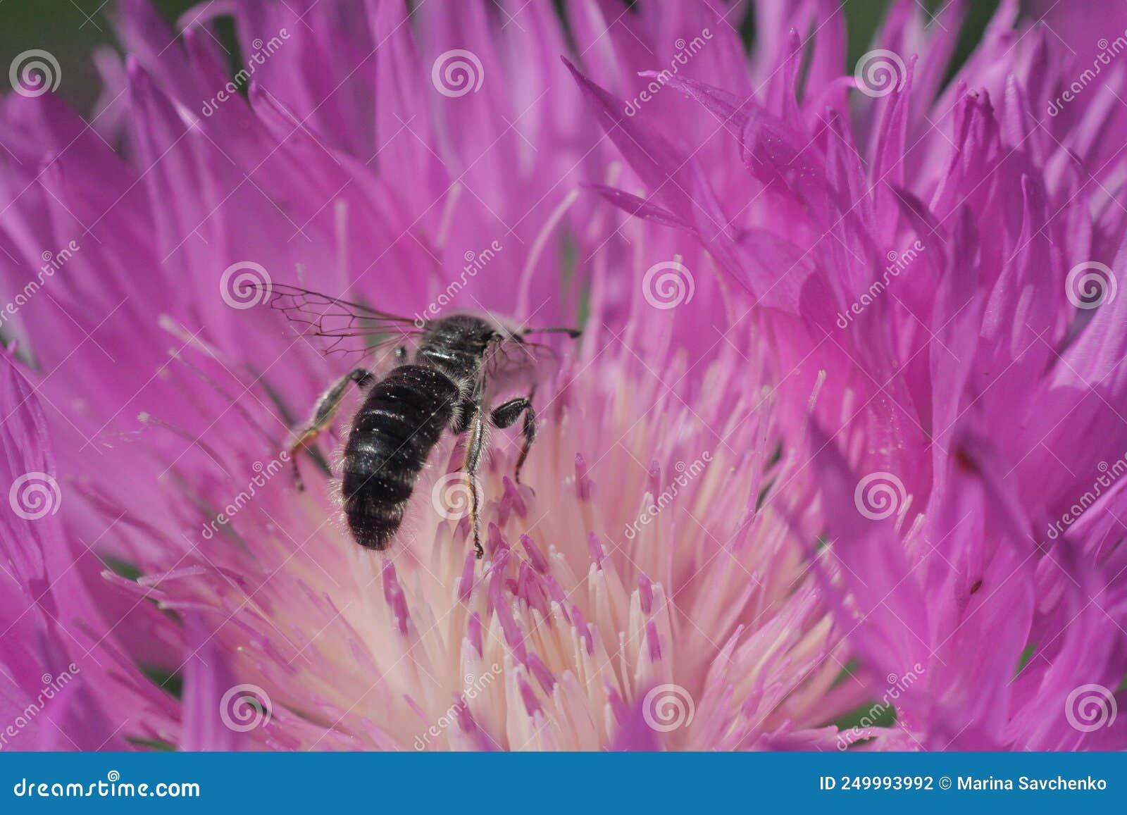 Abeja Insecto Polinizada Flor Rosa Closet Foto de archivo - Imagen de ...