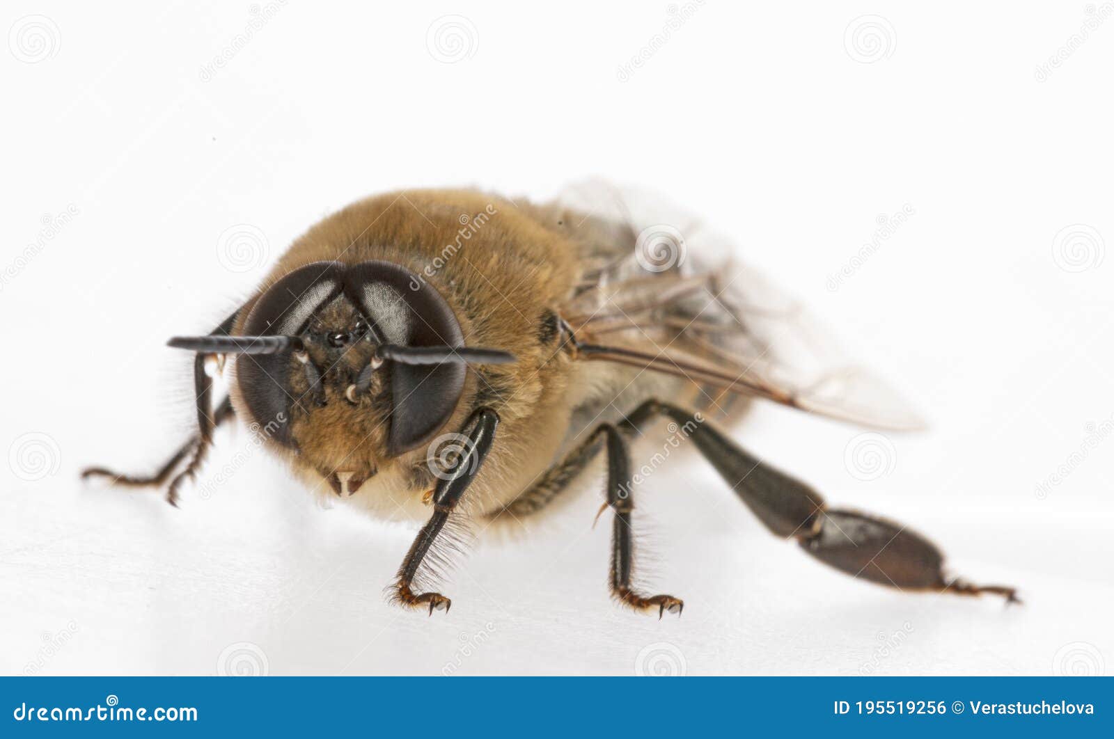 Abeja Macho Grande De Drone Foto de archivo - Imagen de insecto ...