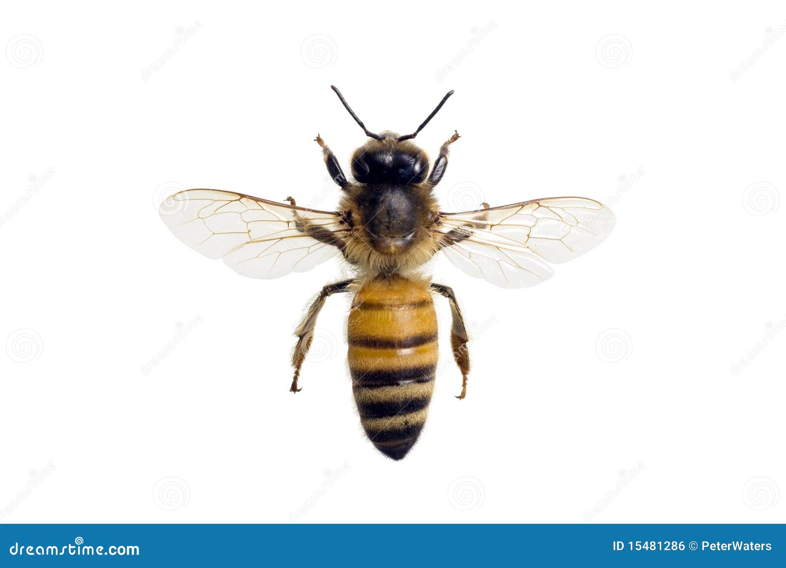 Abeja, Mellifera De Los Apis Foto de archivo - Imagen de antena, blanco ...