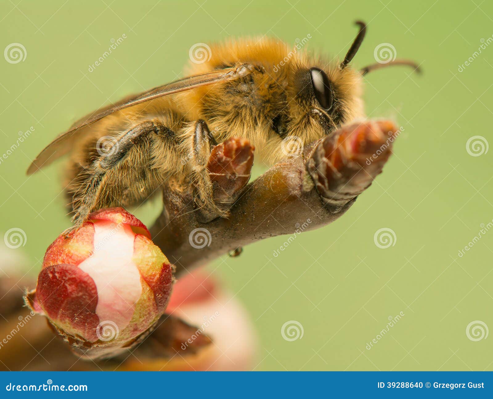Abeja - Mellifera De Los Apis Foto de archivo - Imagen de animal, flor ...