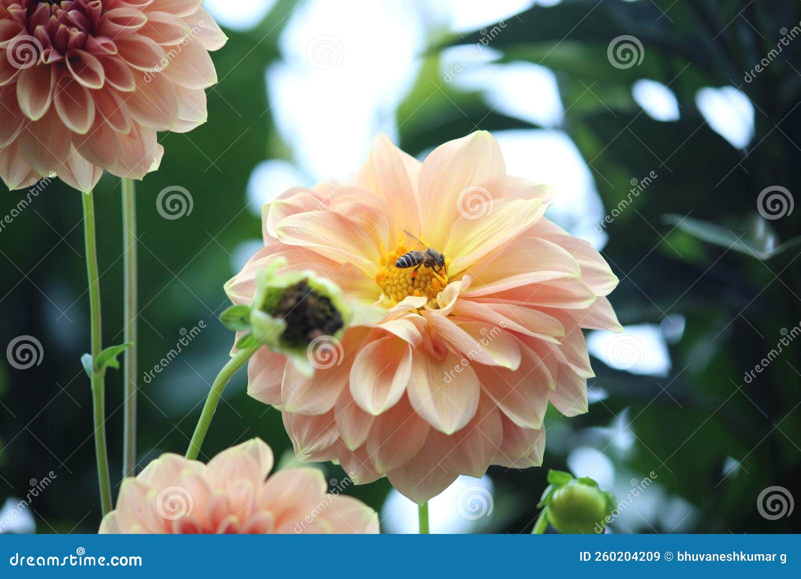 Abeja miel en la flor rosa imagen de archivo. Imagen de margarita ...