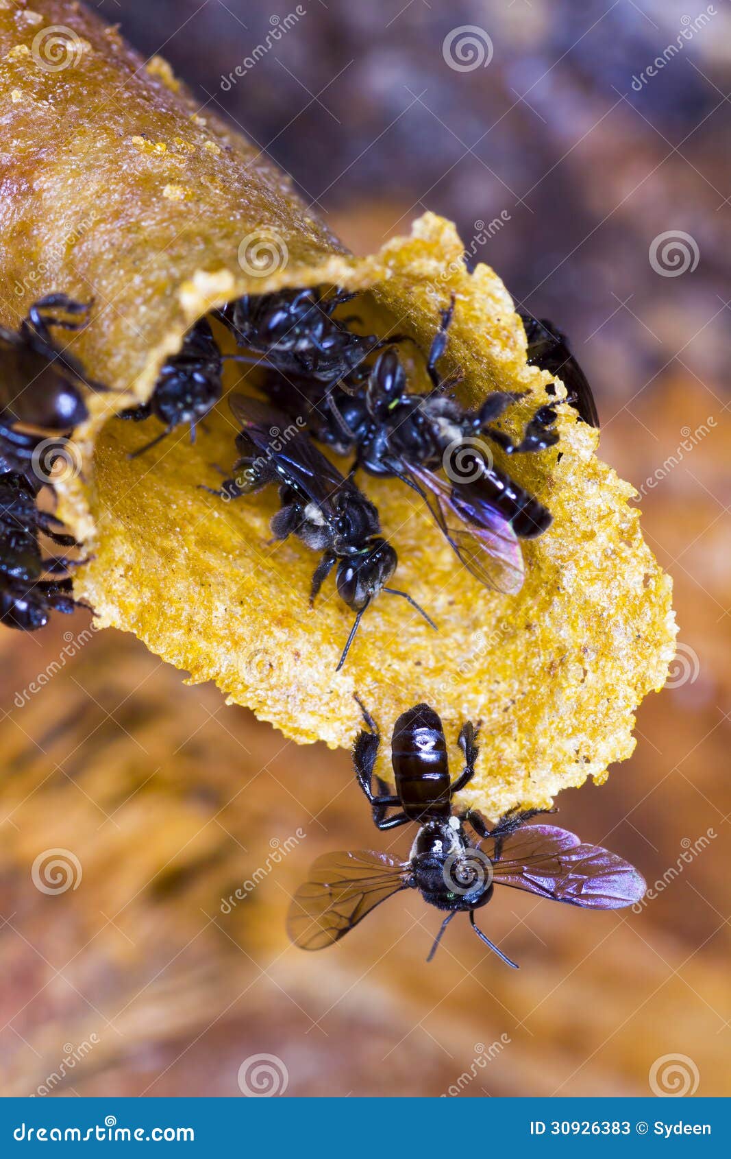 Abeja negra imagen de archivo. Imagen de picadura, insecto - 30926383