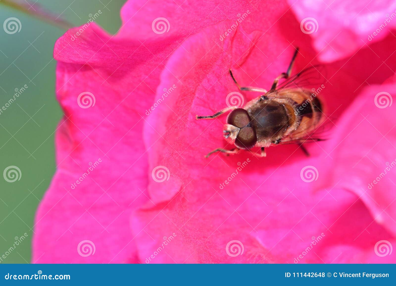 Abeja Que Descansa En Rose Flower Rosada Foto de archivo - Imagen de ...