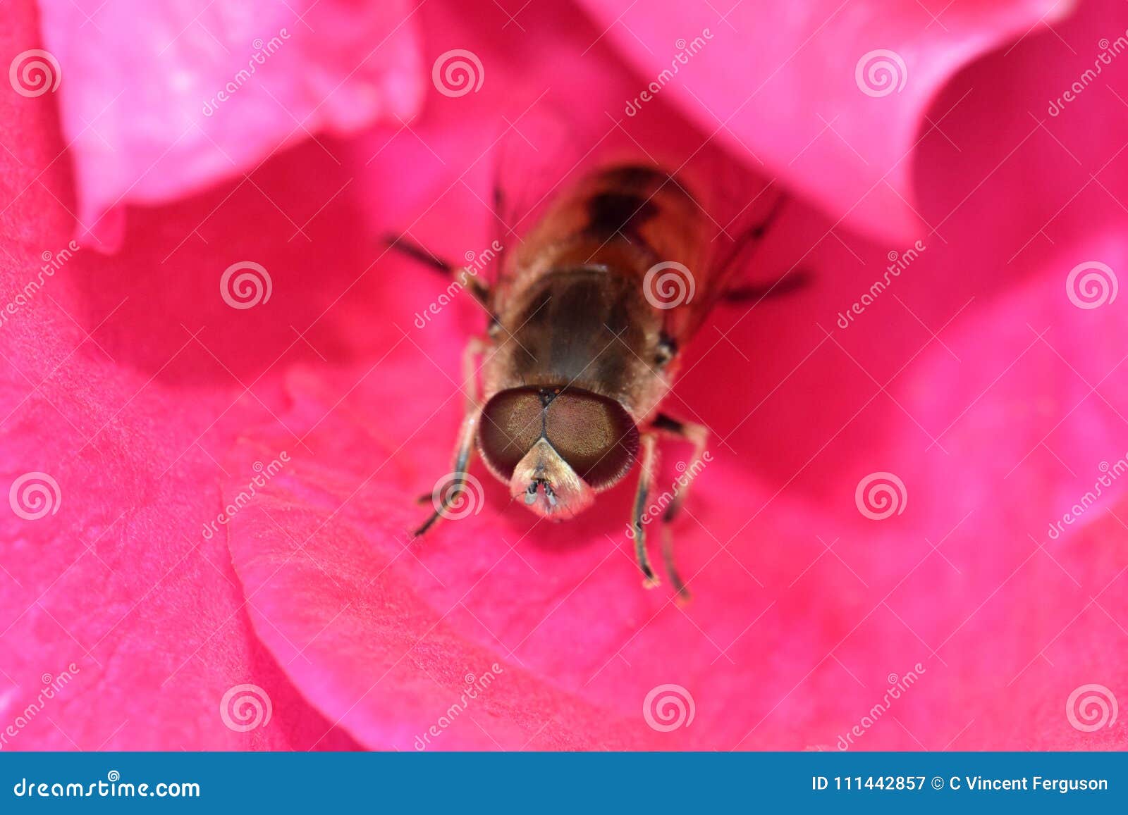 Abeja Que Descansa En Rose Flower Rosada 05 Imagen de archivo - Imagen ...