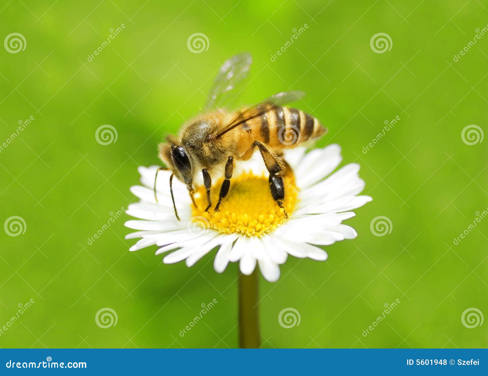 Abeja que recoge la miel foto de archivo. Imagen de animal - 5601948