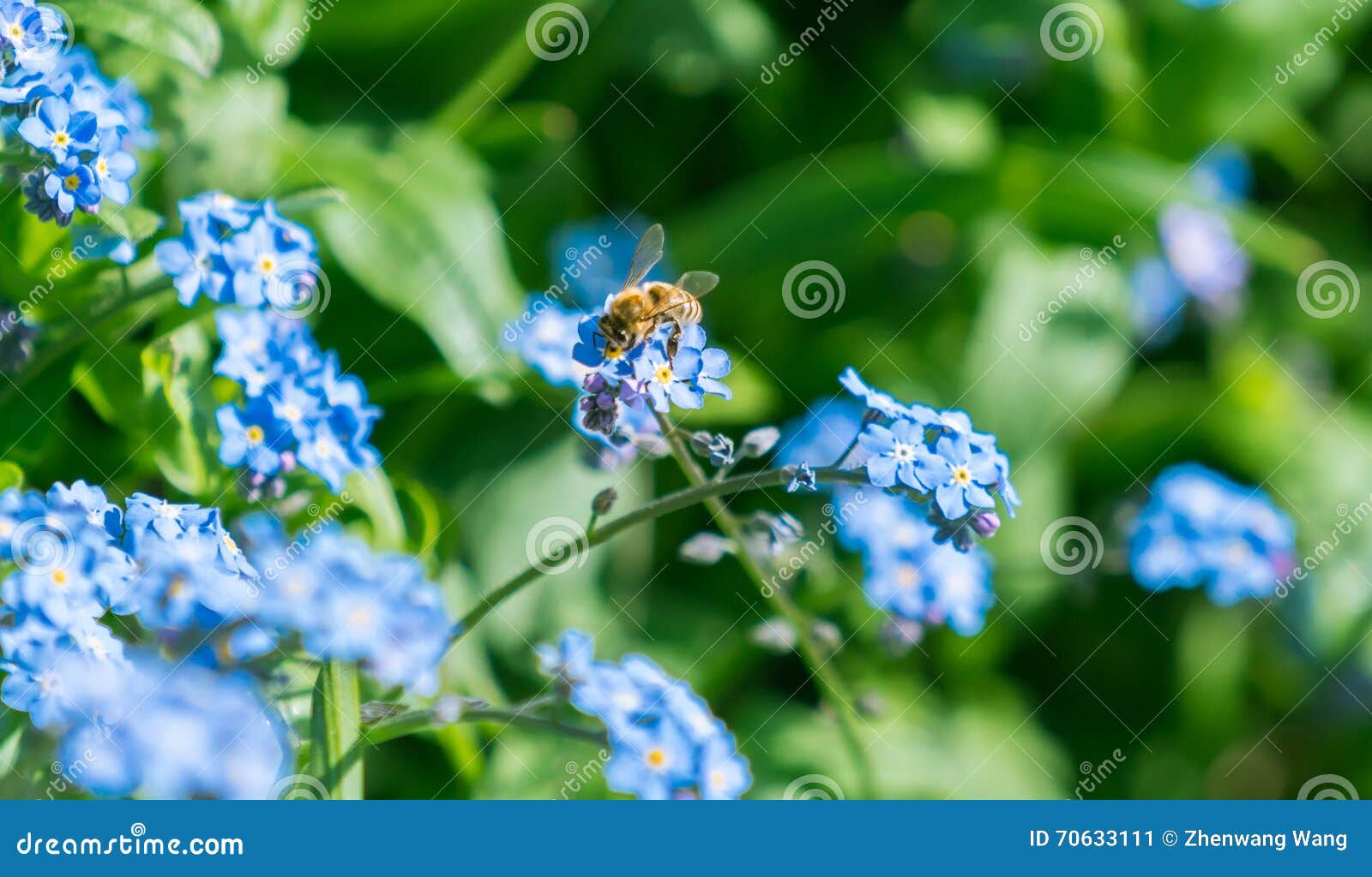 Abeja Que Trabaja Las Flores Del Azul Imagen de archivo - Imagen de ...