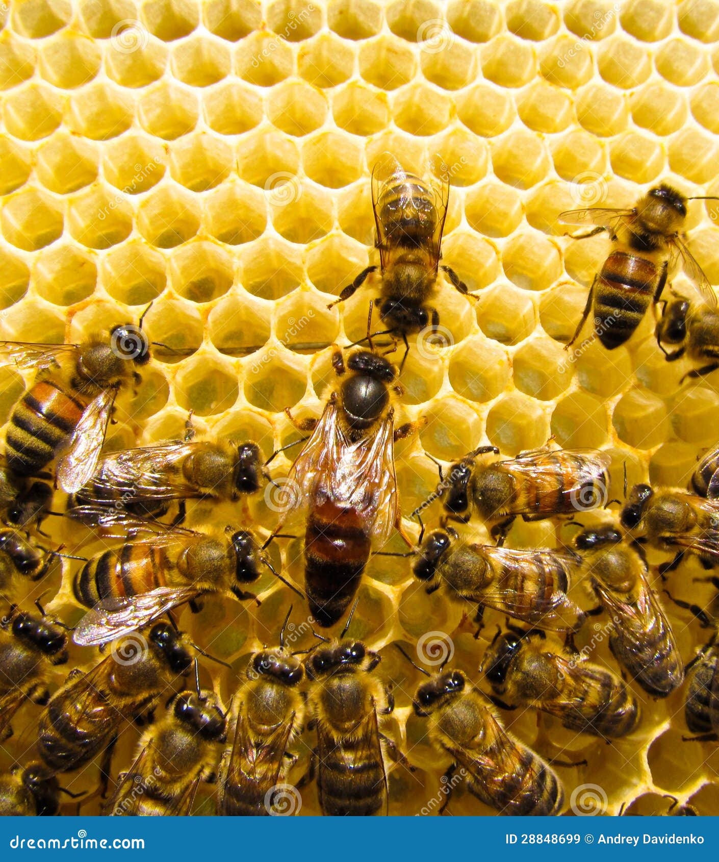 Abeja reina imagen de archivo. Imagen de instinto, cabrito - 28848699