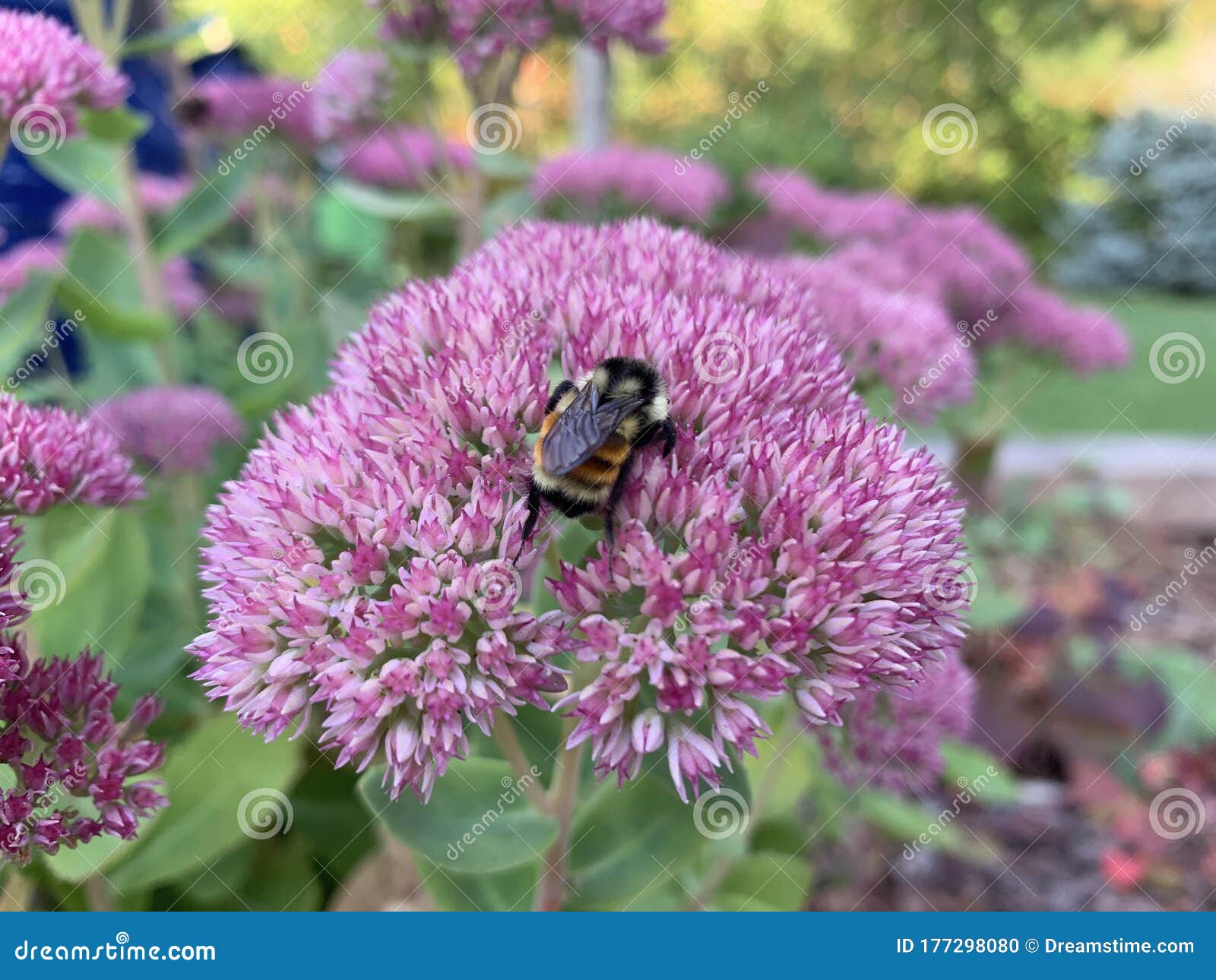 Abeja se toma un descanso foto de archivo. Imagen de flor - 177298080 Abeja se toma un descanso foto de archivo. Imagen de flor - 177298080