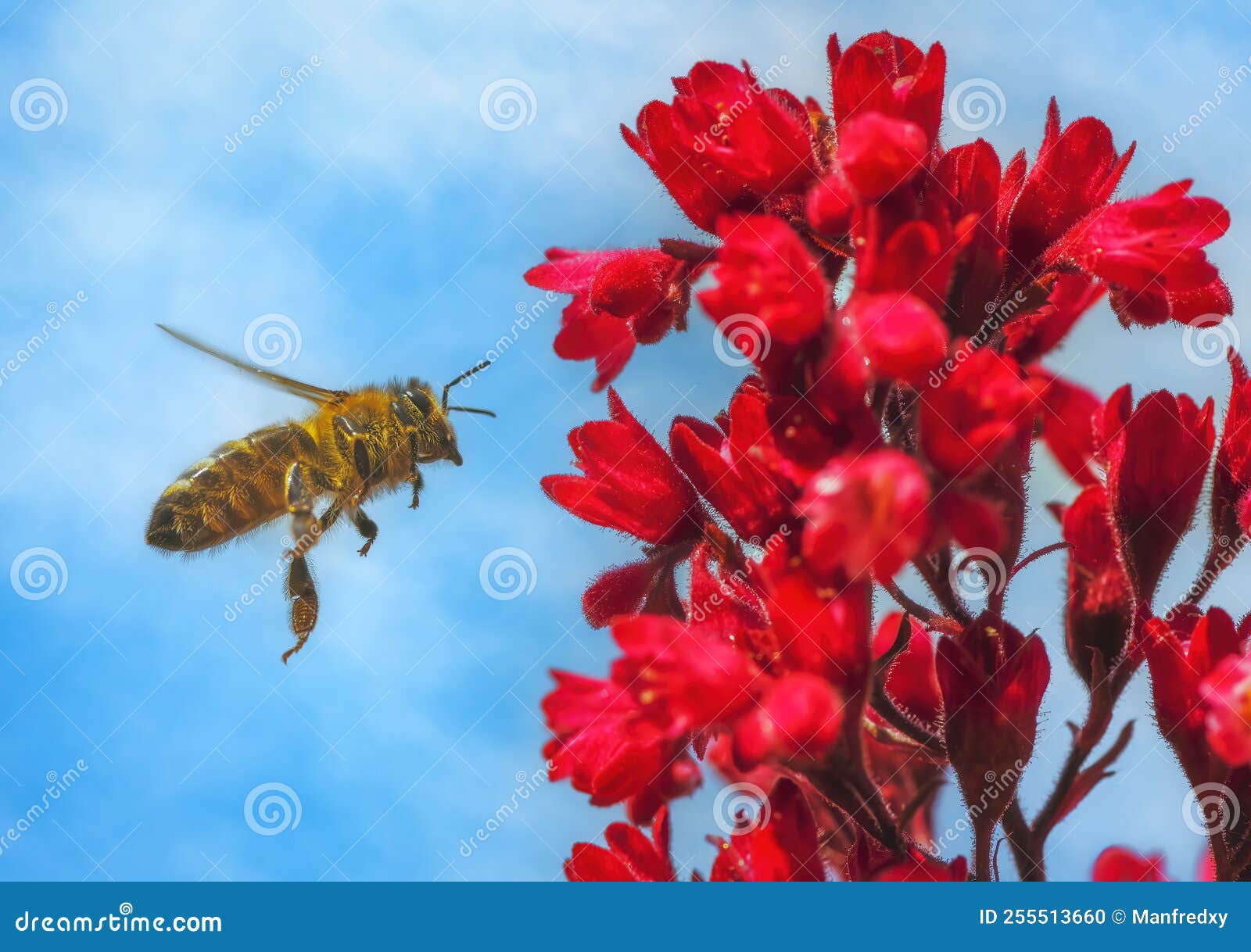 Abeja Volando a Una Flor De Heuchera Roja Foto de archivo - Imagen de ...