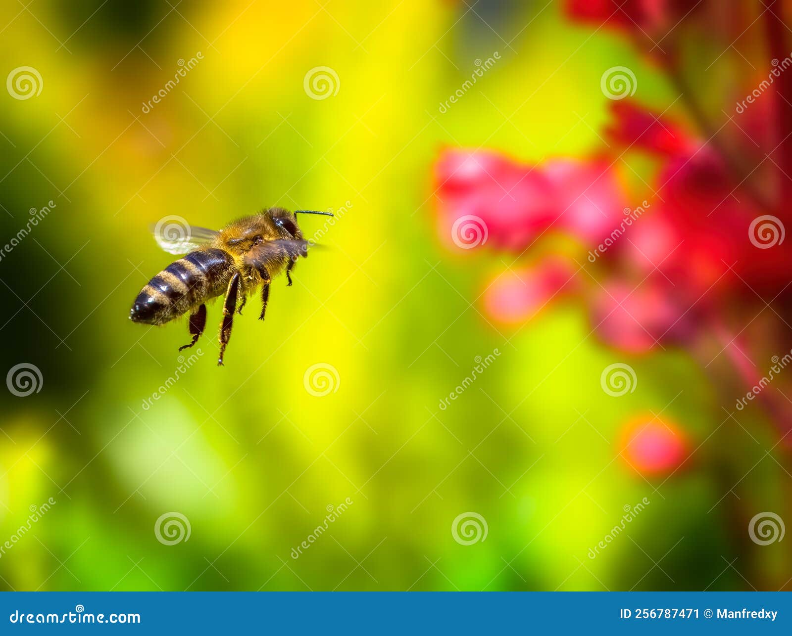 Abeja Volando a Una Flor De Heuchera Roja Imagen de archivo - Imagen de ...