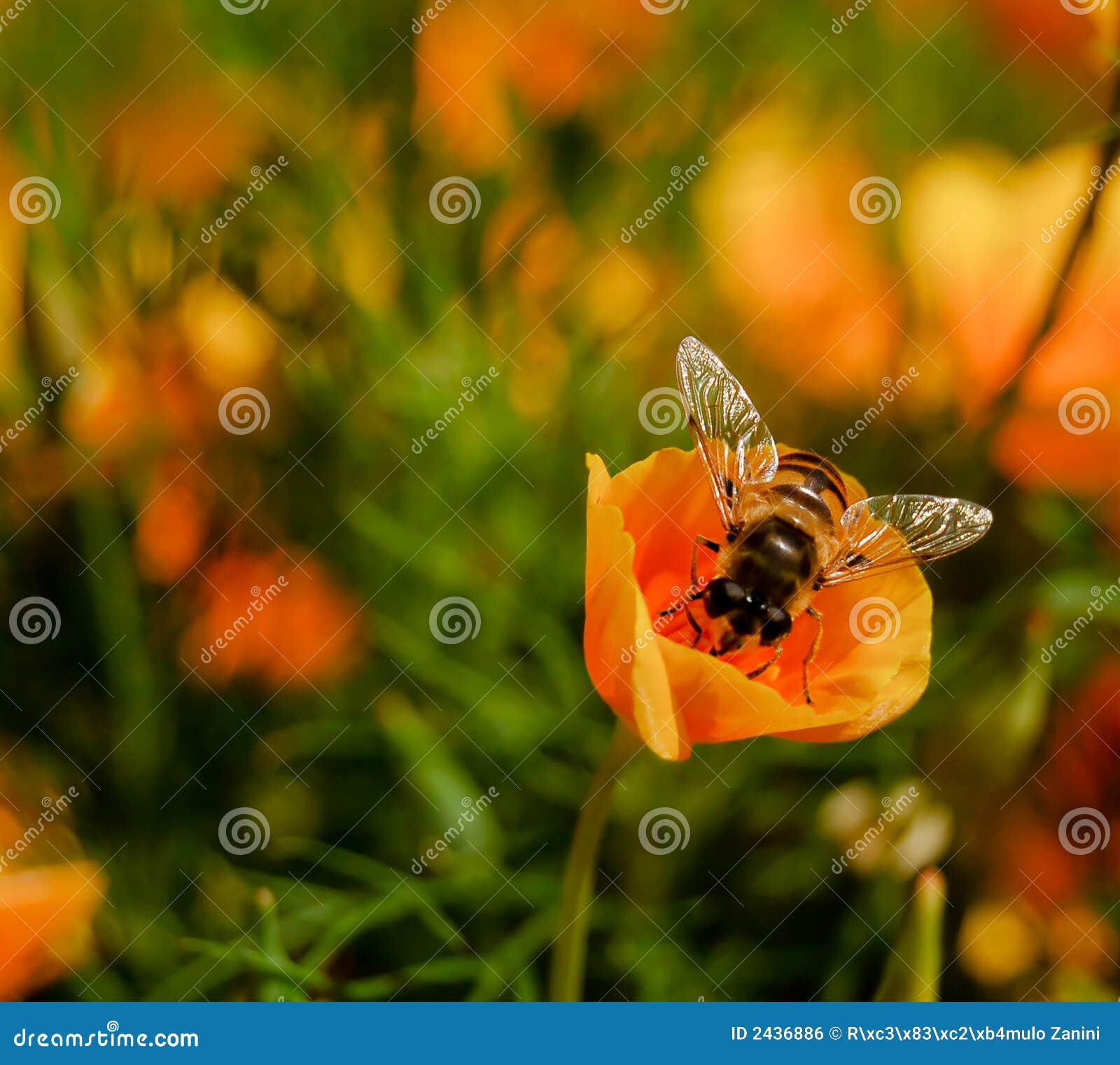 Abeja y flor foto de archivo. Imagen de flores, cubo, escena - 2436886