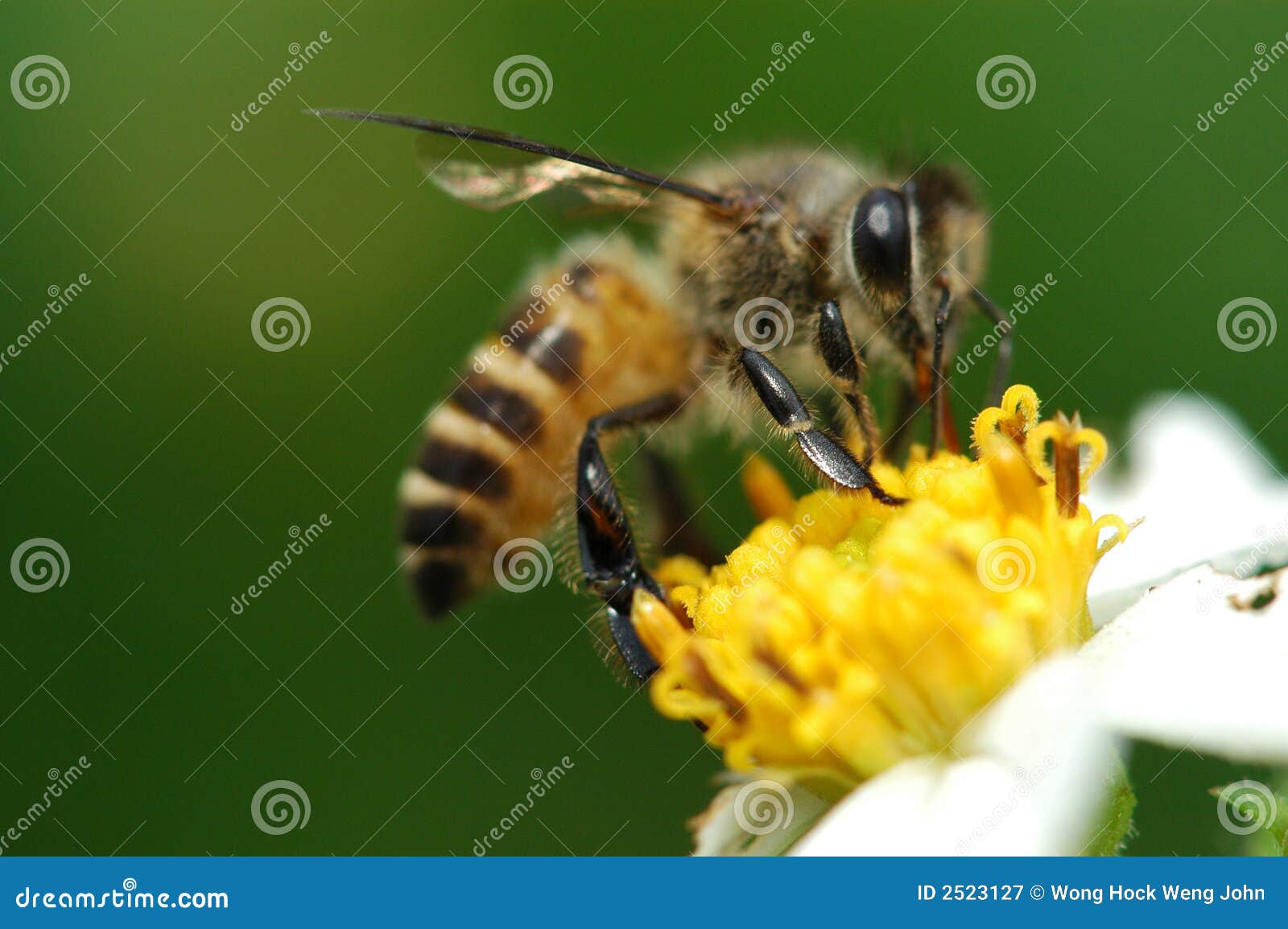Abeja y flor imagen de archivo. Imagen de amarillo, verde - 2523127