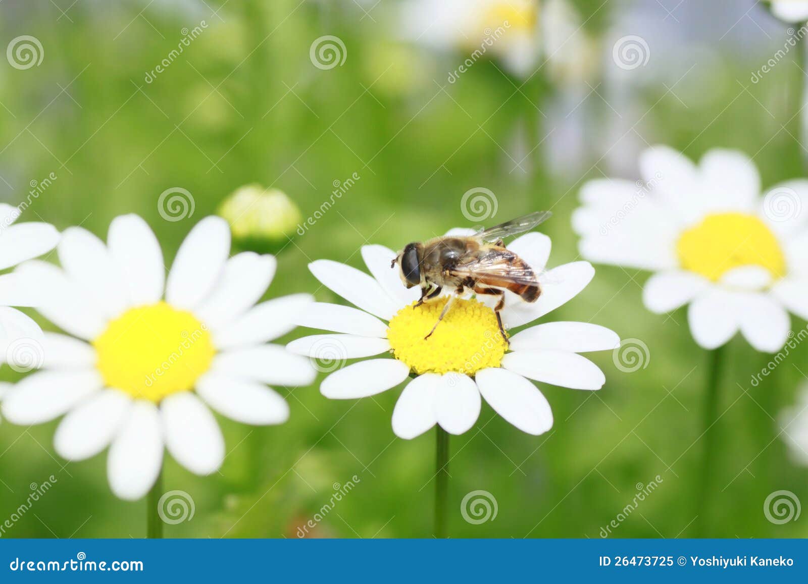 Abeja y flor imagen de archivo. Imagen de sentimiento - 26473725