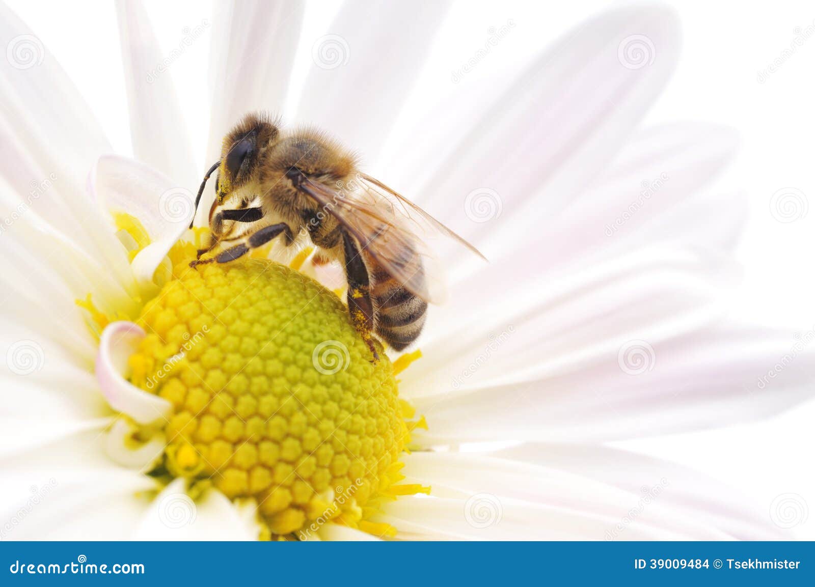 Abeja y flor blanca foto de archivo. Imagen de coloreado - 39009484