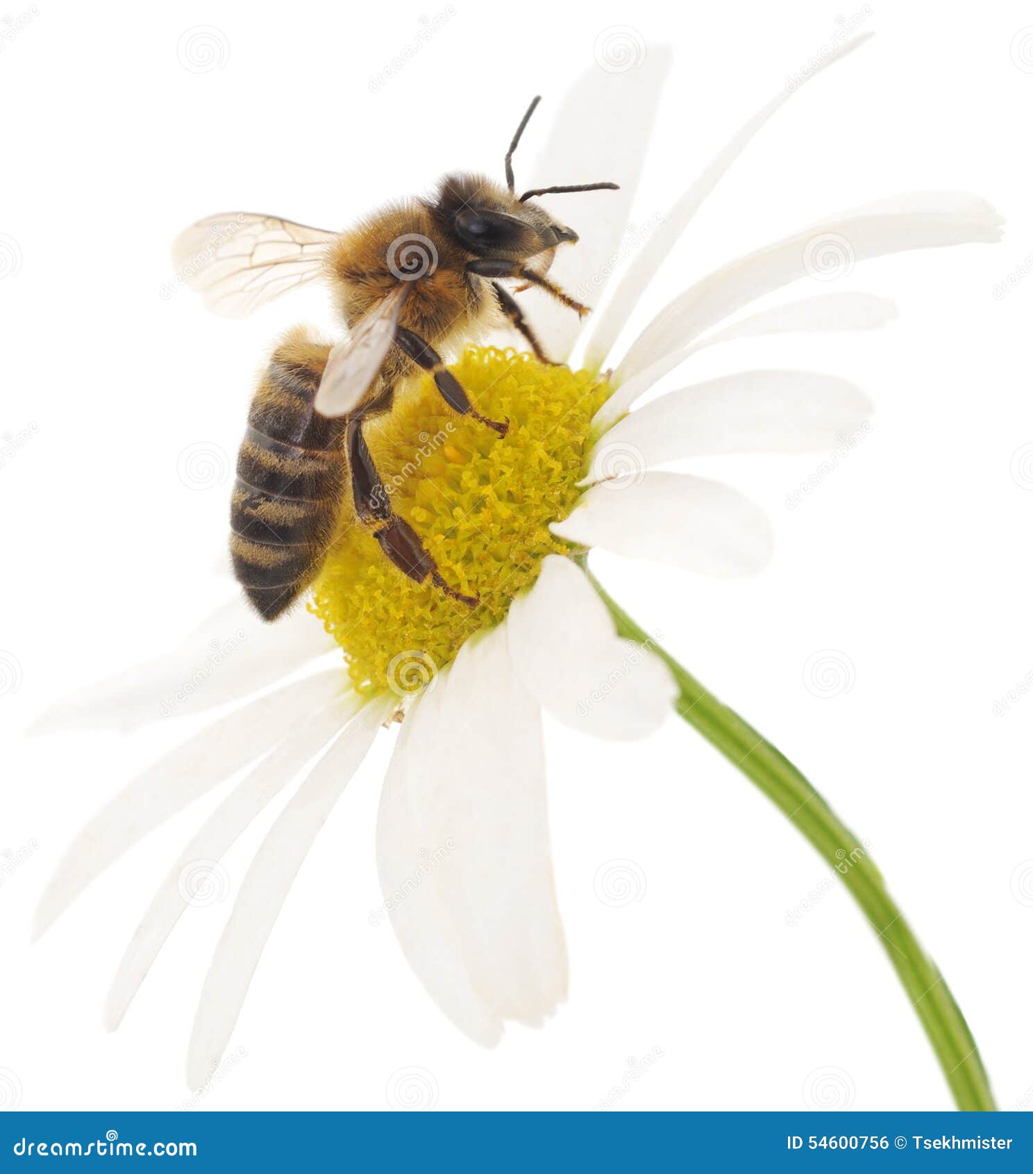 Abeja y flor blanca foto de archivo. Imagen de animales - 54600756