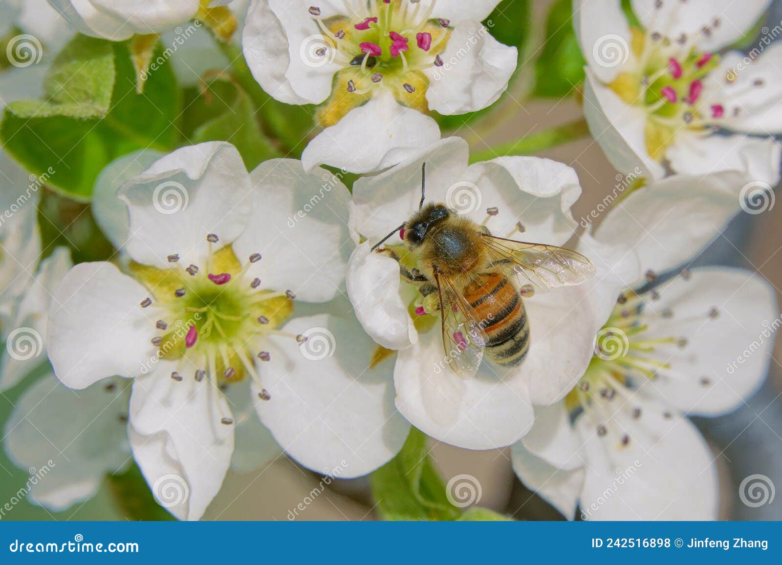 Abeja y flor foto de archivo. Imagen de insecto, insectos - 242516898