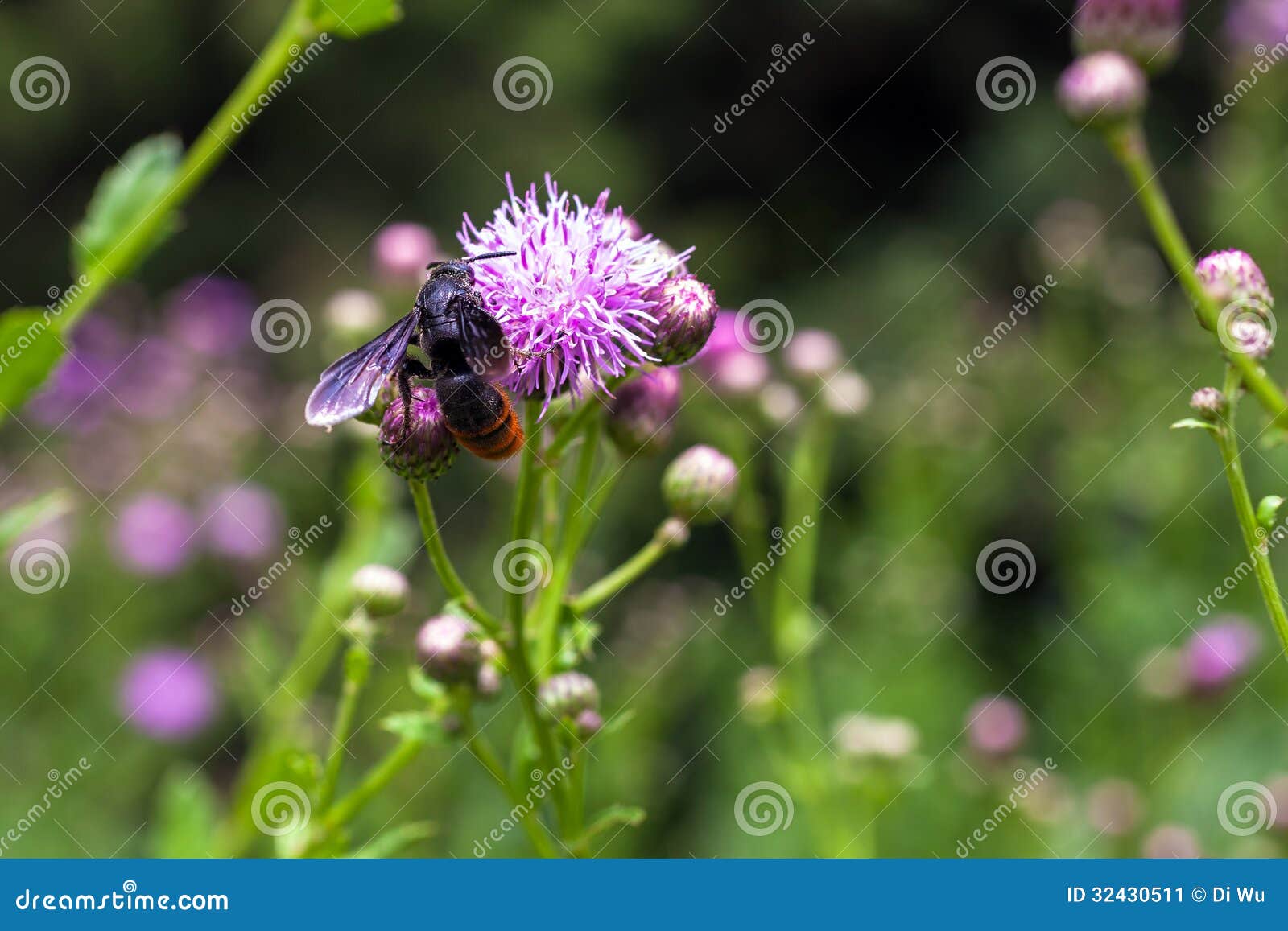 Abeja y flores imagen de archivo. Imagen de flores, cubo - 32430511