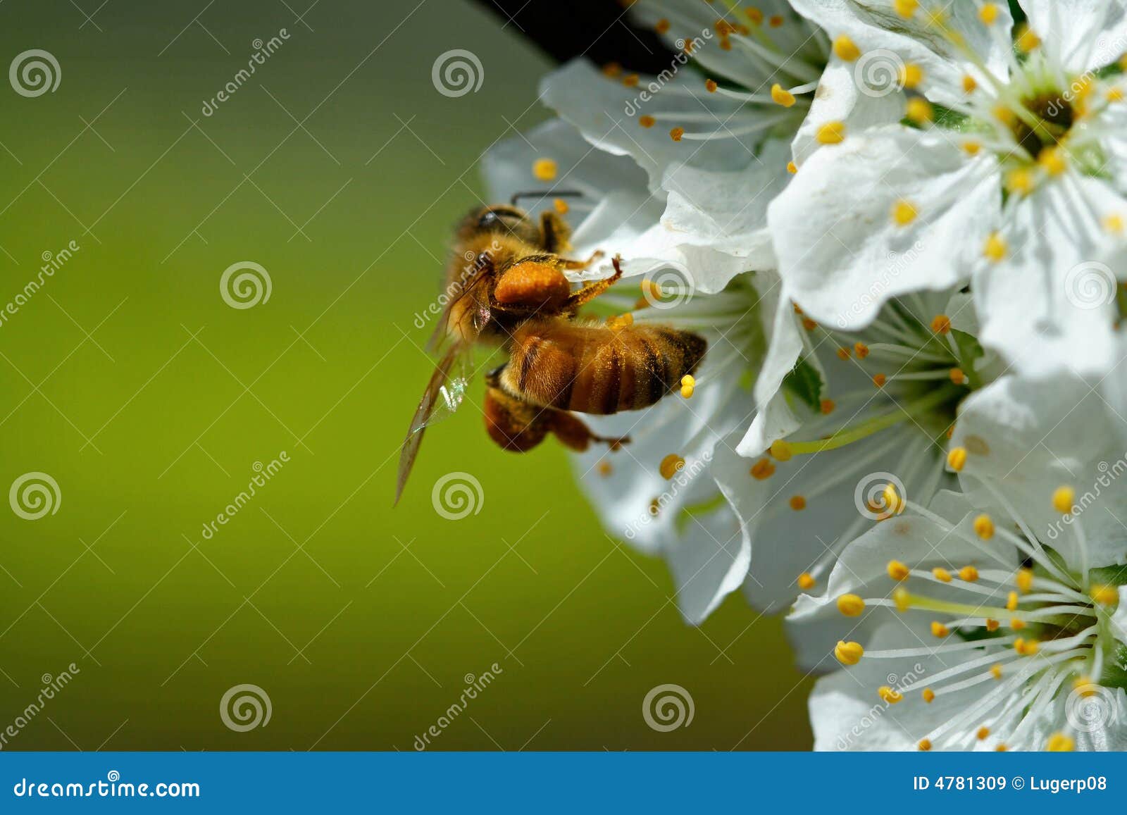 Abeja y flores imagen de archivo. Imagen de pistas, campo - 4781309