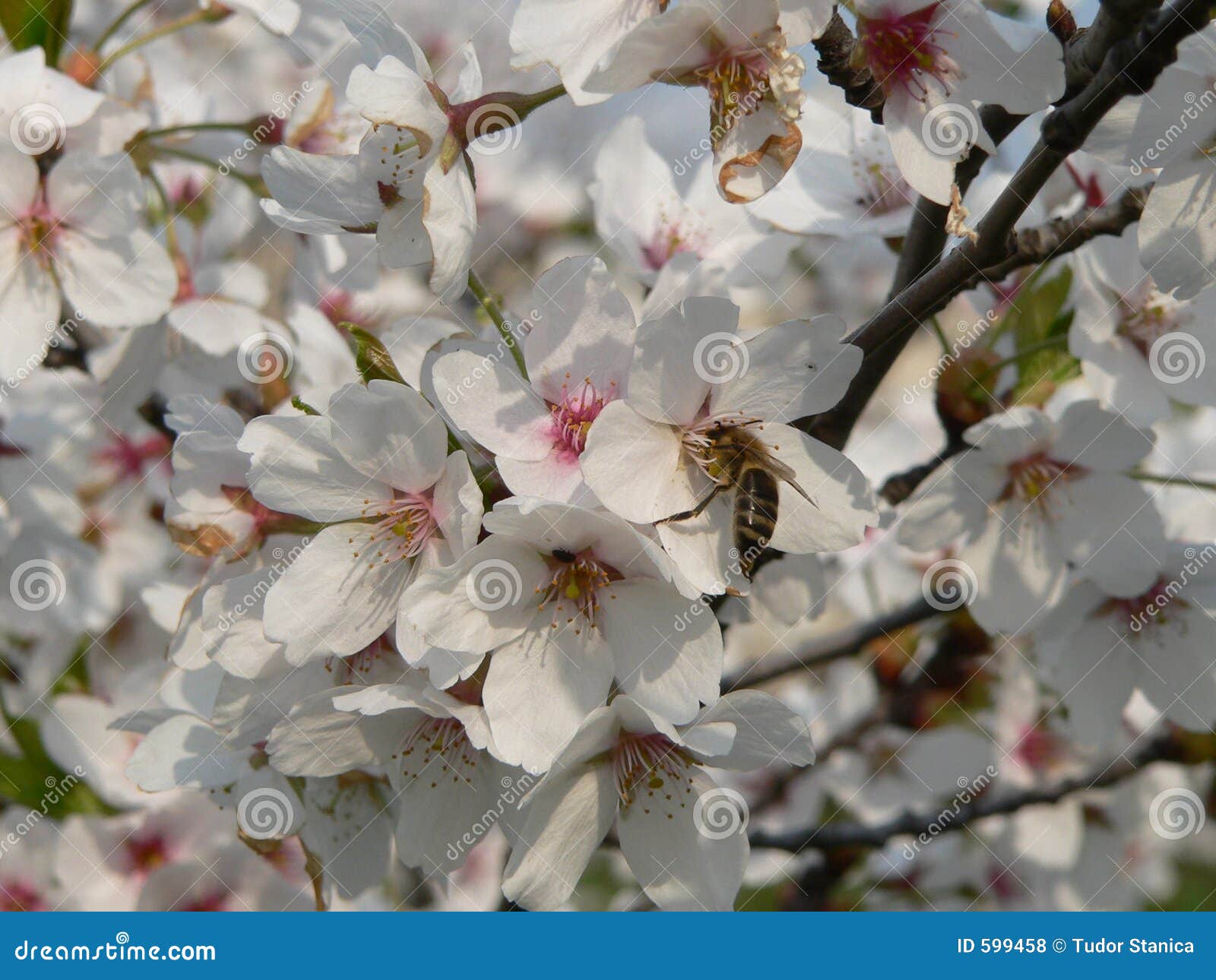 Abeja y flores foto de archivo. Imagen de resorte, valentina - 599458