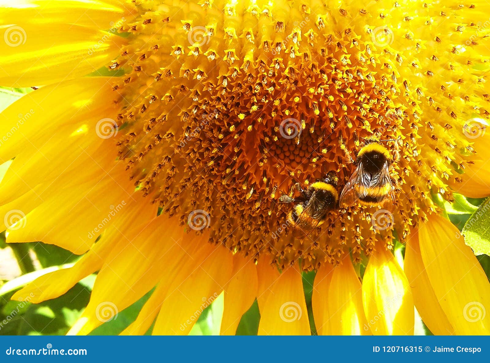 Abeja y girasol imagen de archivo. Imagen de amarillo - 120716315