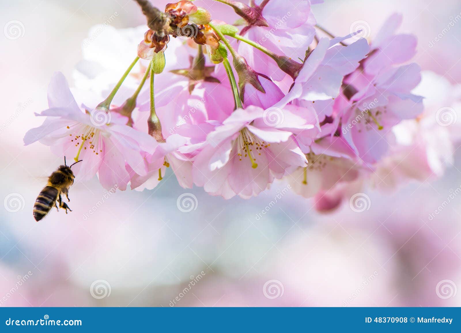 Abeja Y Rosa Cherry Blossoms Del Vuelo Foto de archivo - Imagen de ...