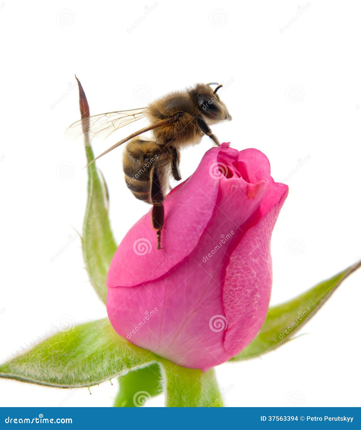 Abeja y rosa del rosa foto de archivo. Imagen de floral - 37563394