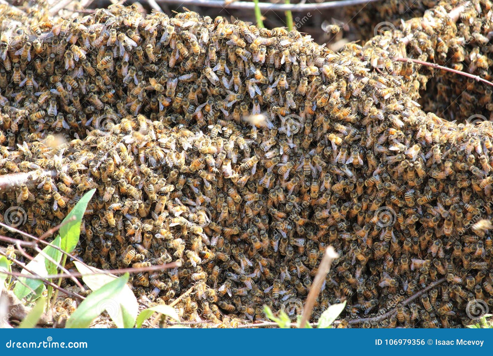 Abejas el pulular foto de archivo. Imagen de salvaje - 106979356