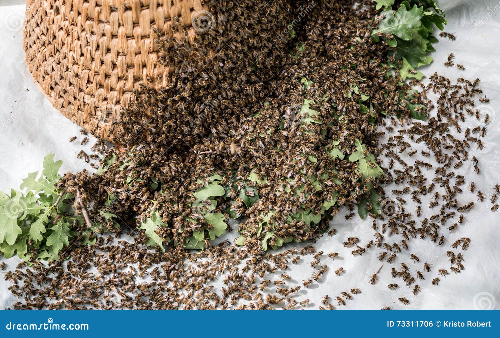 Abejas el pulular foto de archivo. Imagen de abeja, apiarista - 73311706