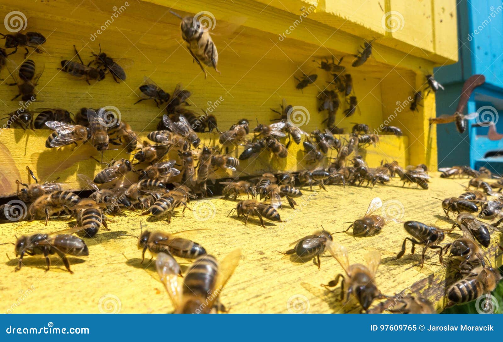 Abejas en colmena imagen de archivo. Imagen de abeja - 97609765