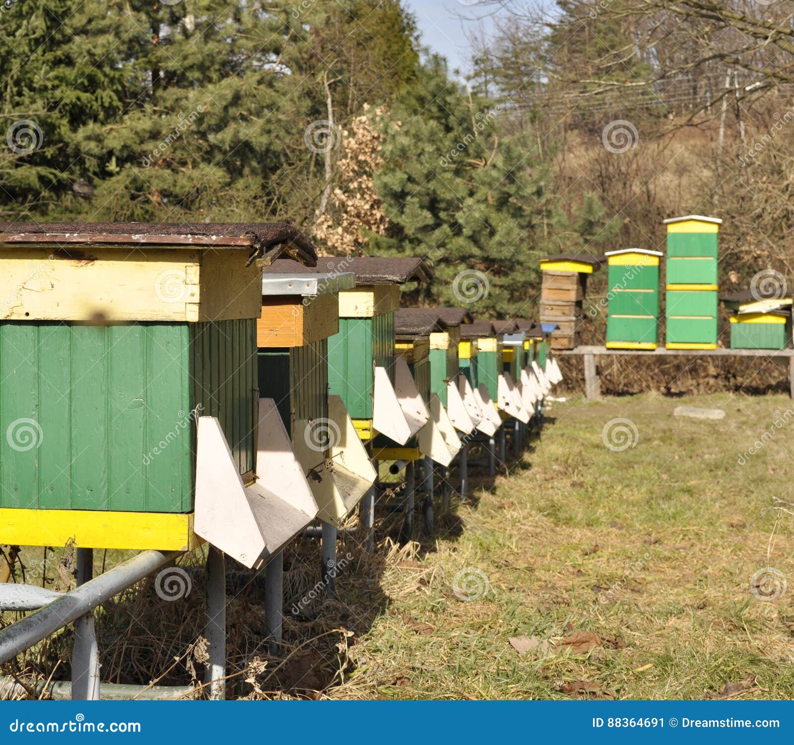 Abejas en colmenas imagen de archivo. Imagen de abejas - 88364691