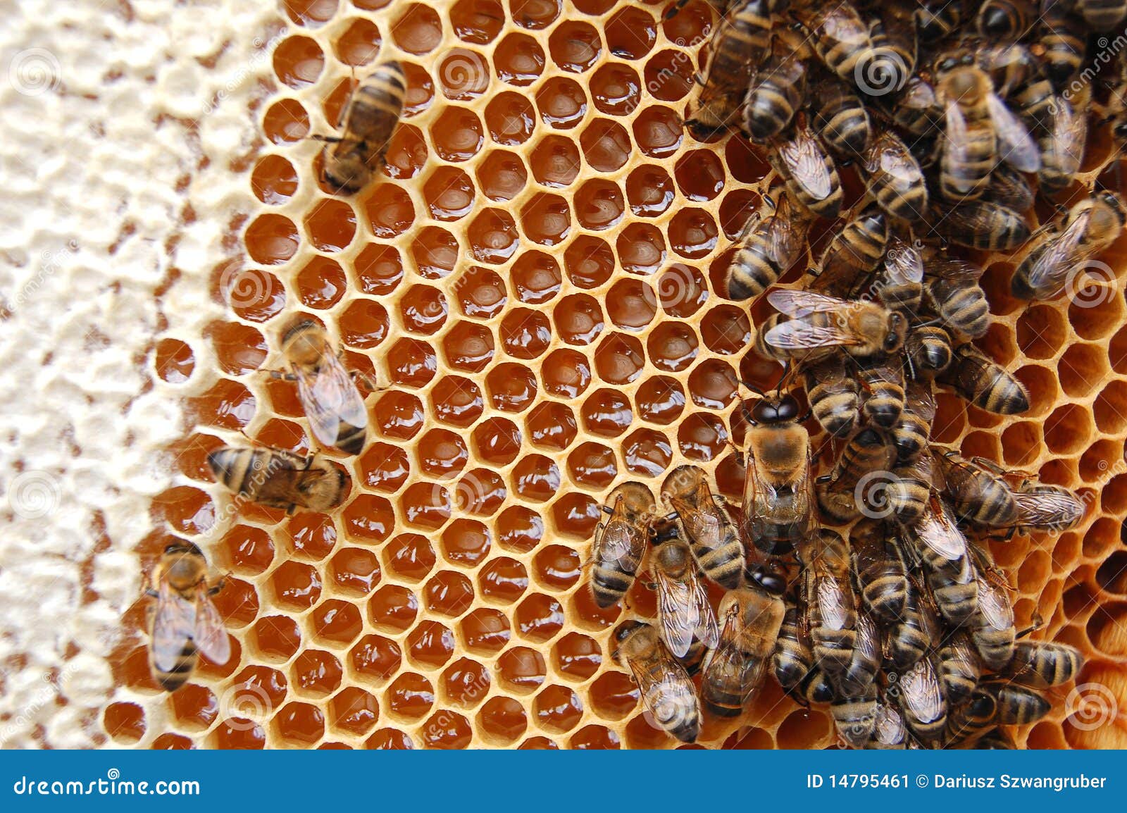 Abejas en el panal imagen de archivo. Imagen de insecto - 14795461