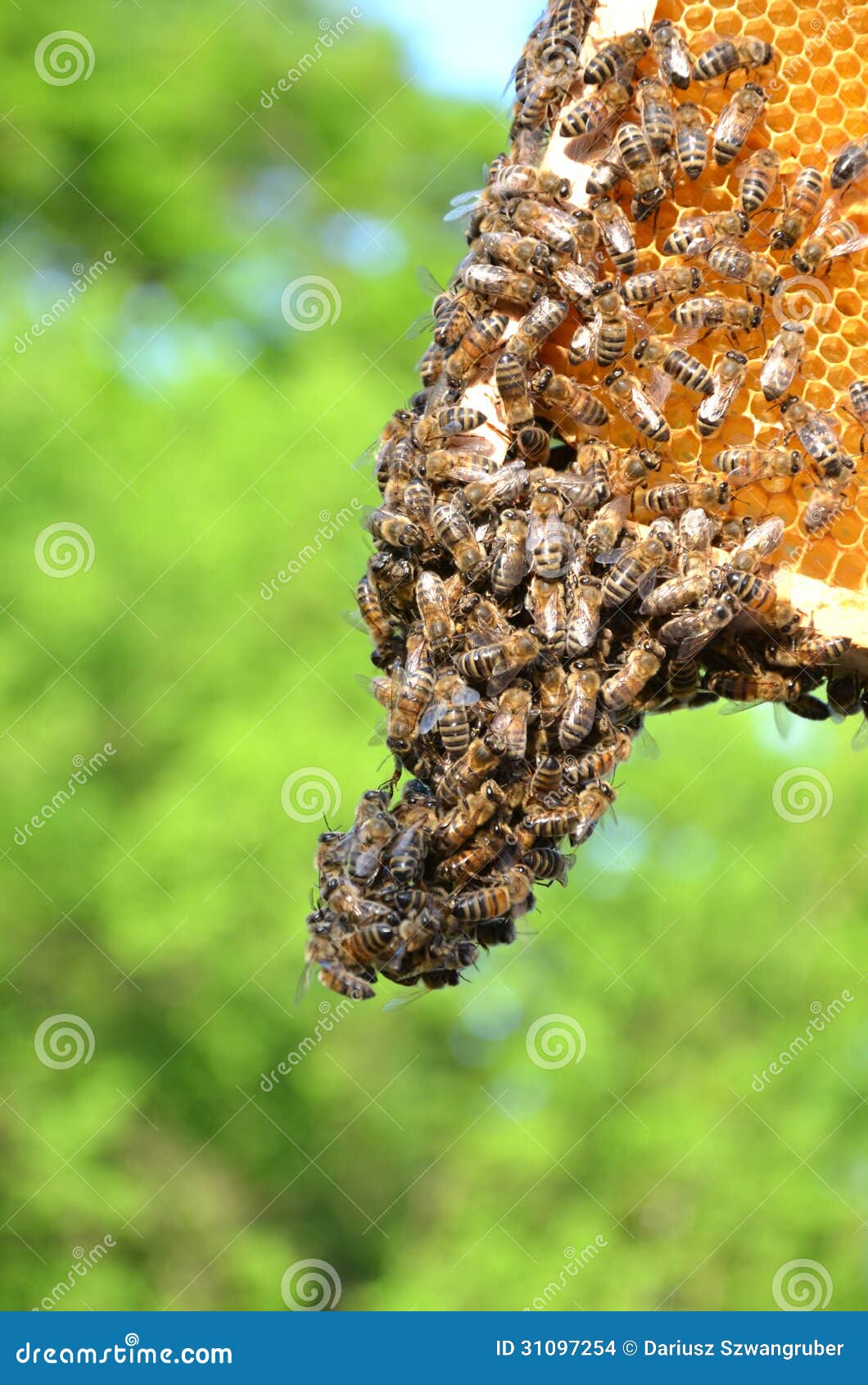 Abejas en el panal foto de archivo. Imagen de colonia - 31097254