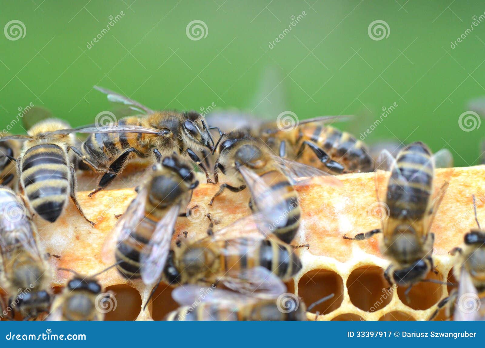 Abejas en el panal imagen de archivo. Imagen de fauna - 33397917