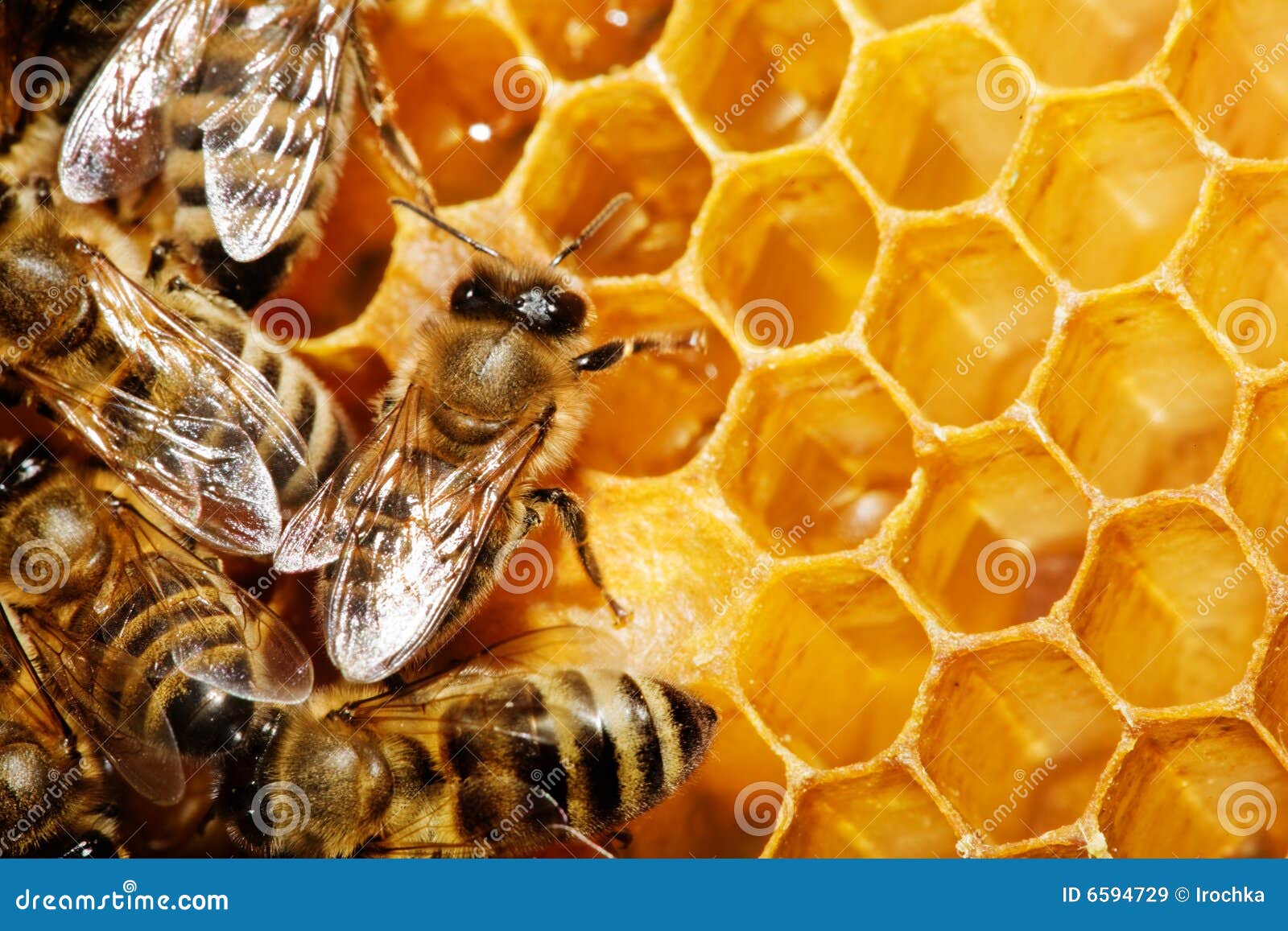 Abejas en el panal imagen de archivo. Imagen de miel, detalles - 6594729