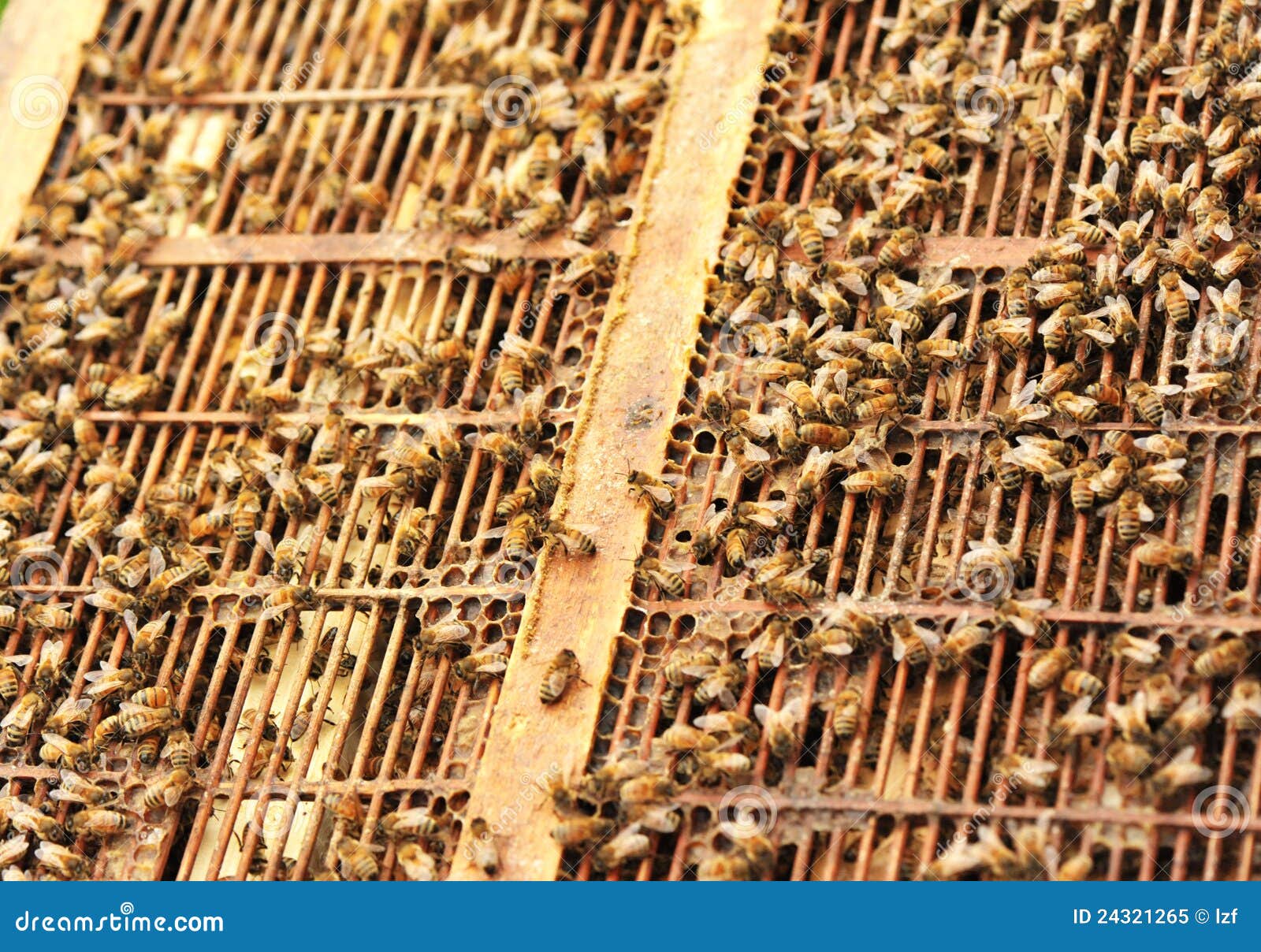 Abejas en la colmena imagen de archivo. Imagen de trabajador - 24321265