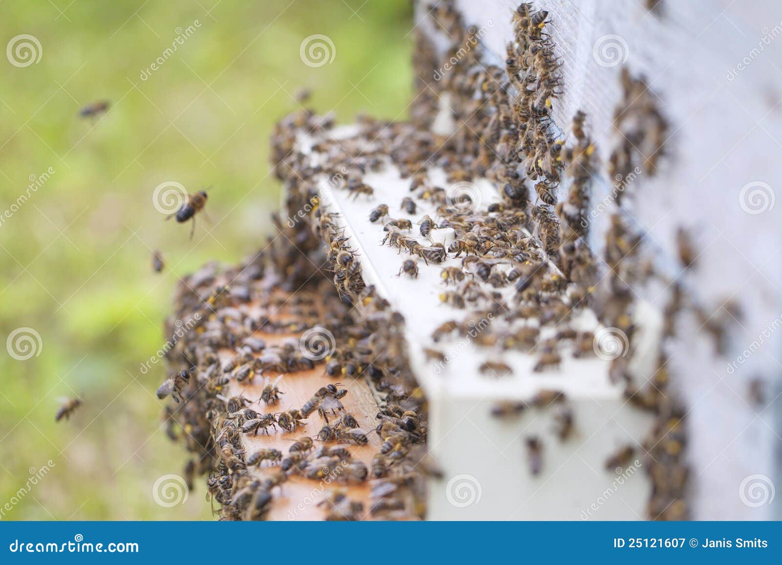 Abejas en la colmena. imagen de archivo. Imagen de cubo - 25121607