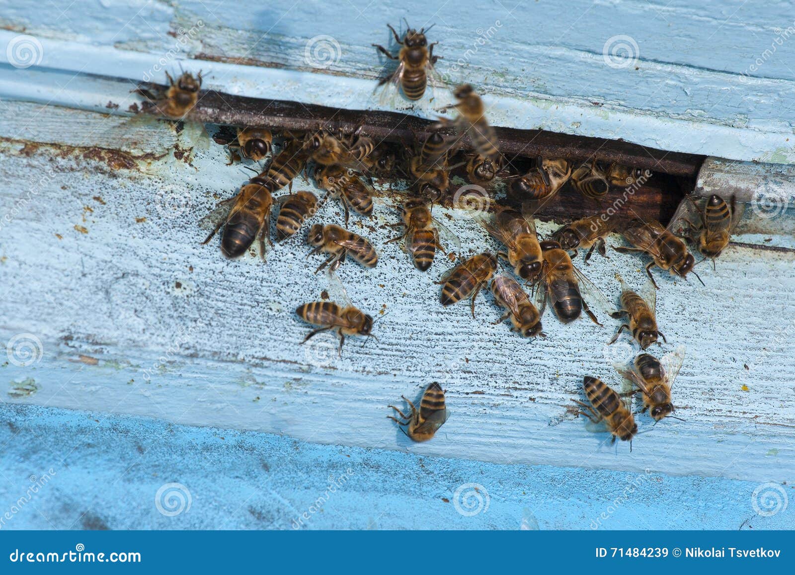 Abejas en la colmena imagen de archivo. Imagen de colmena - 71484239