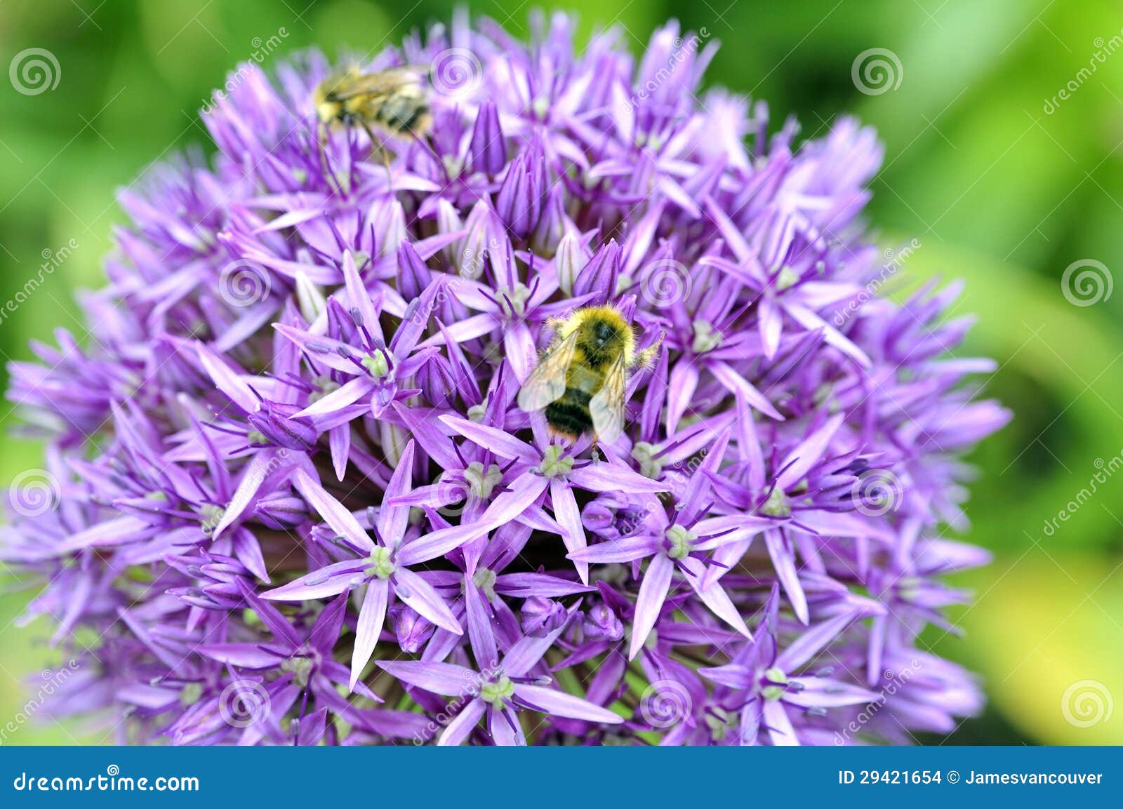 Abejas en las flores foto de archivo. Imagen de colombia - 29421654