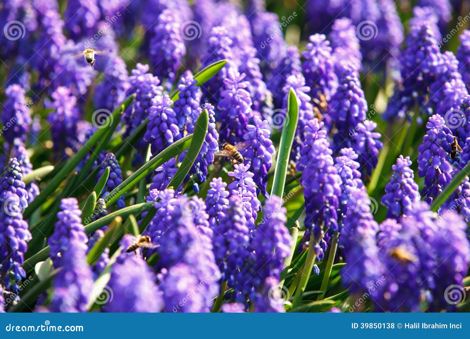 Abejas En Las Flores De La Primavera Foto de archivo - Imagen de foco ...