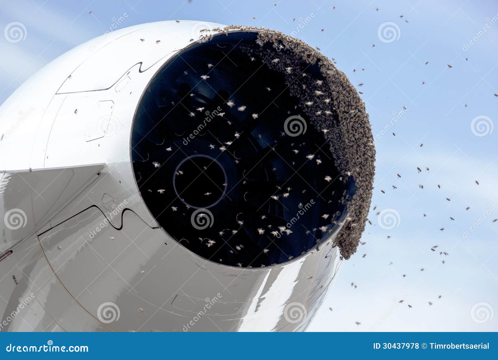 Abejas en un avión foto de archivo. Imagen de arizona - 30437978