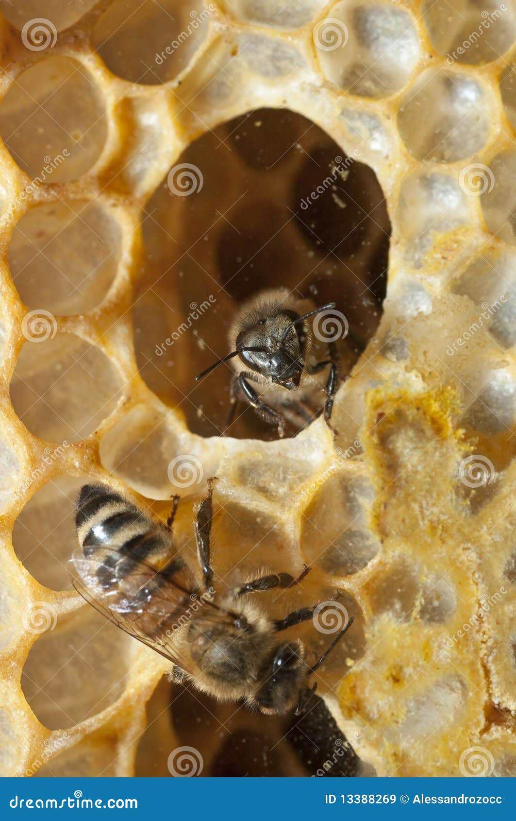 Abejas En Una Colmena Imágenes de archivo libres de regalías - Imagen ...